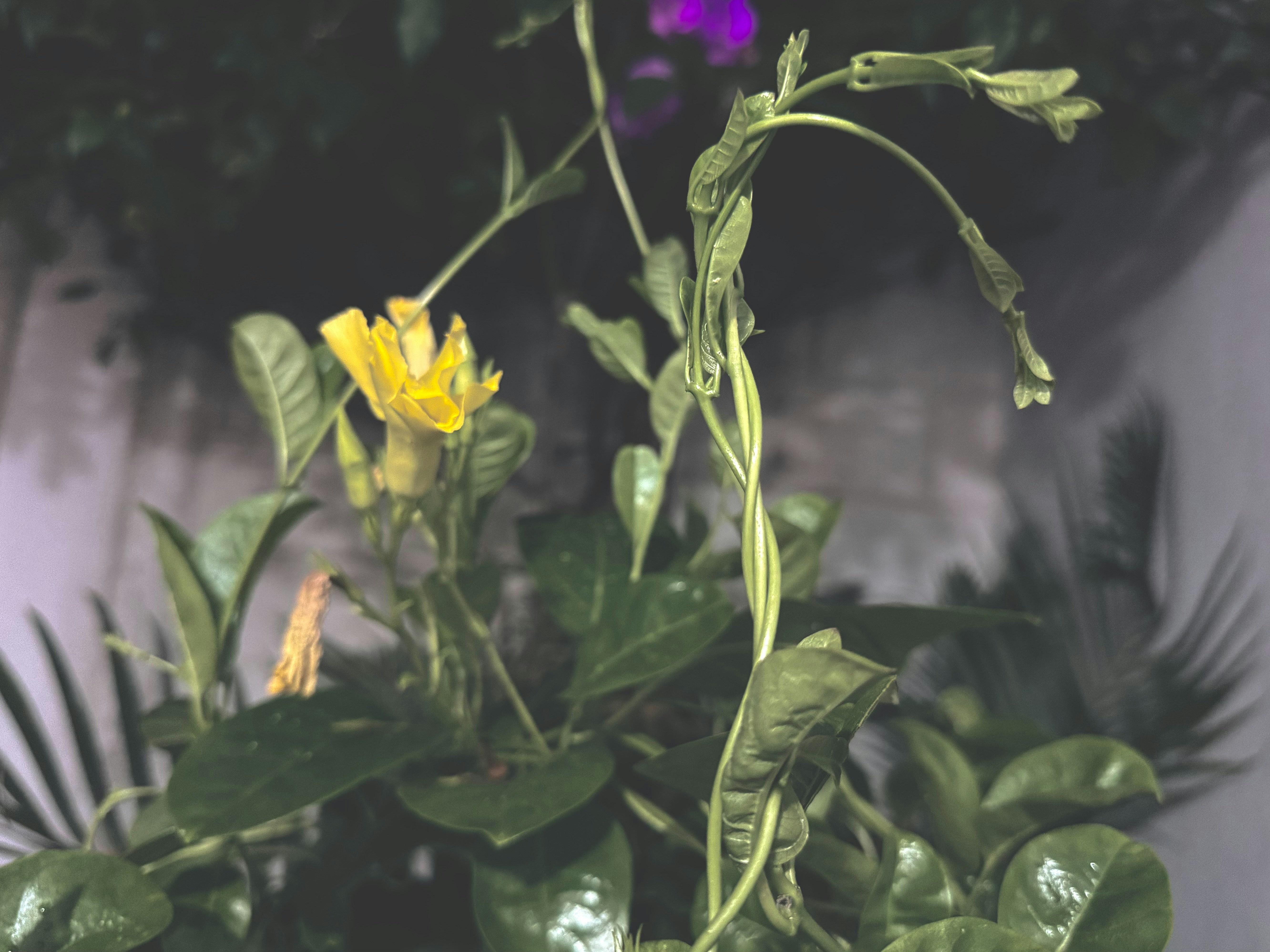Sunlit leaf tendrils curling toward a yellow bloom in a shaded courtyard