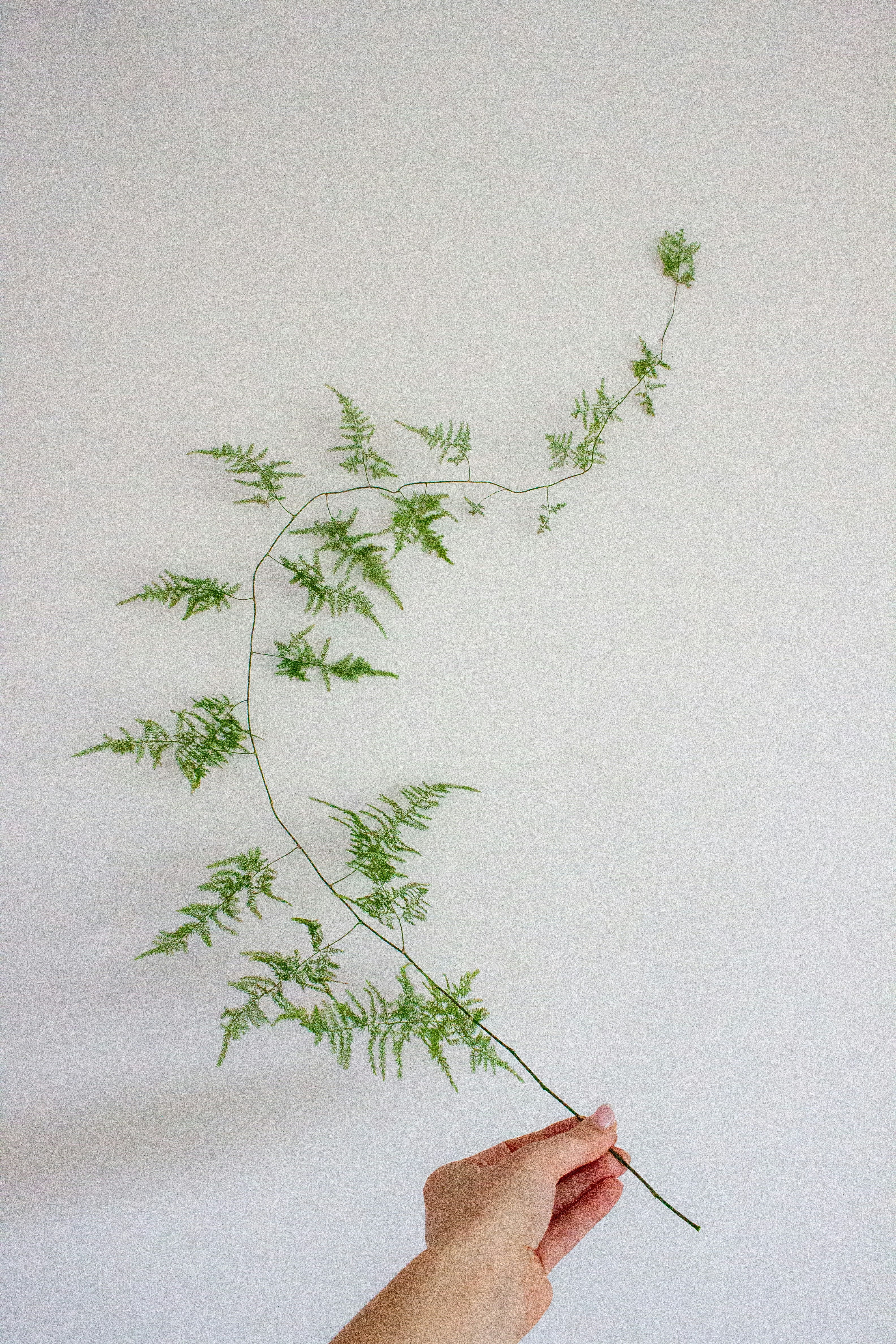 Trailing Fern: A Delicate Vine Unfolds Across a Minimal Wall