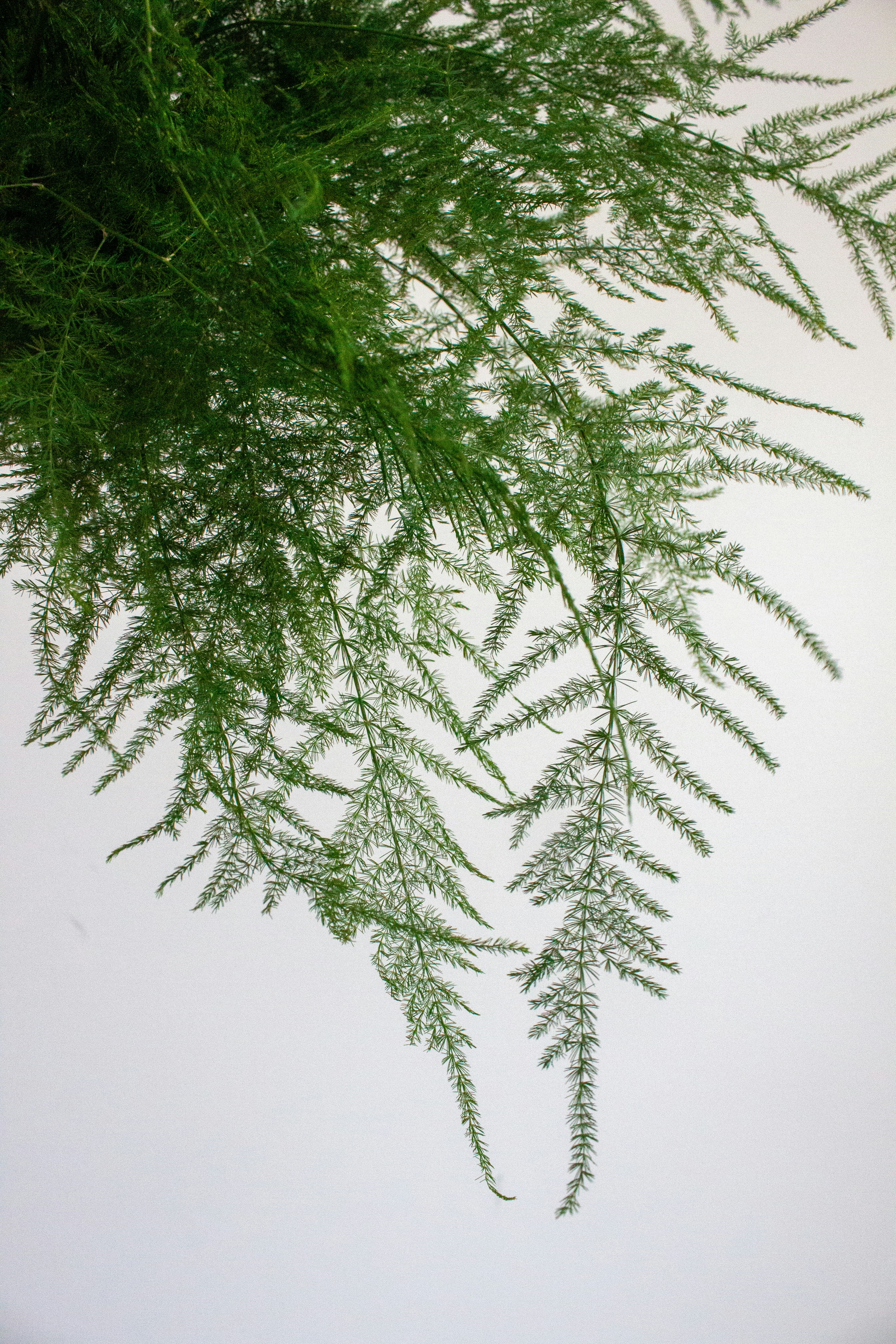 Fronds Against White: A Close-Up of Ferny Cascade