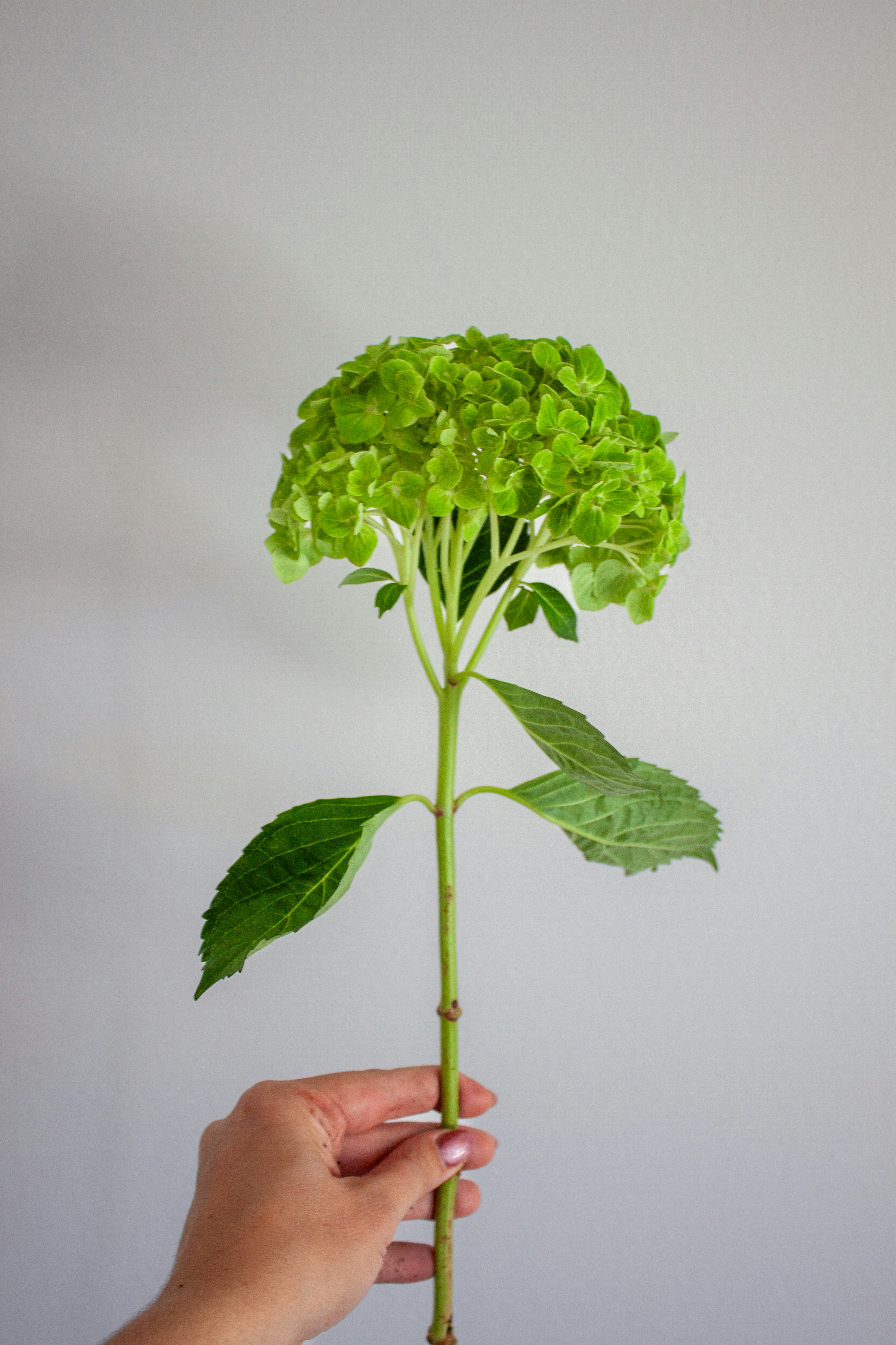 Green Hydrangea Handheld Stem: Minimal Studio Portrait