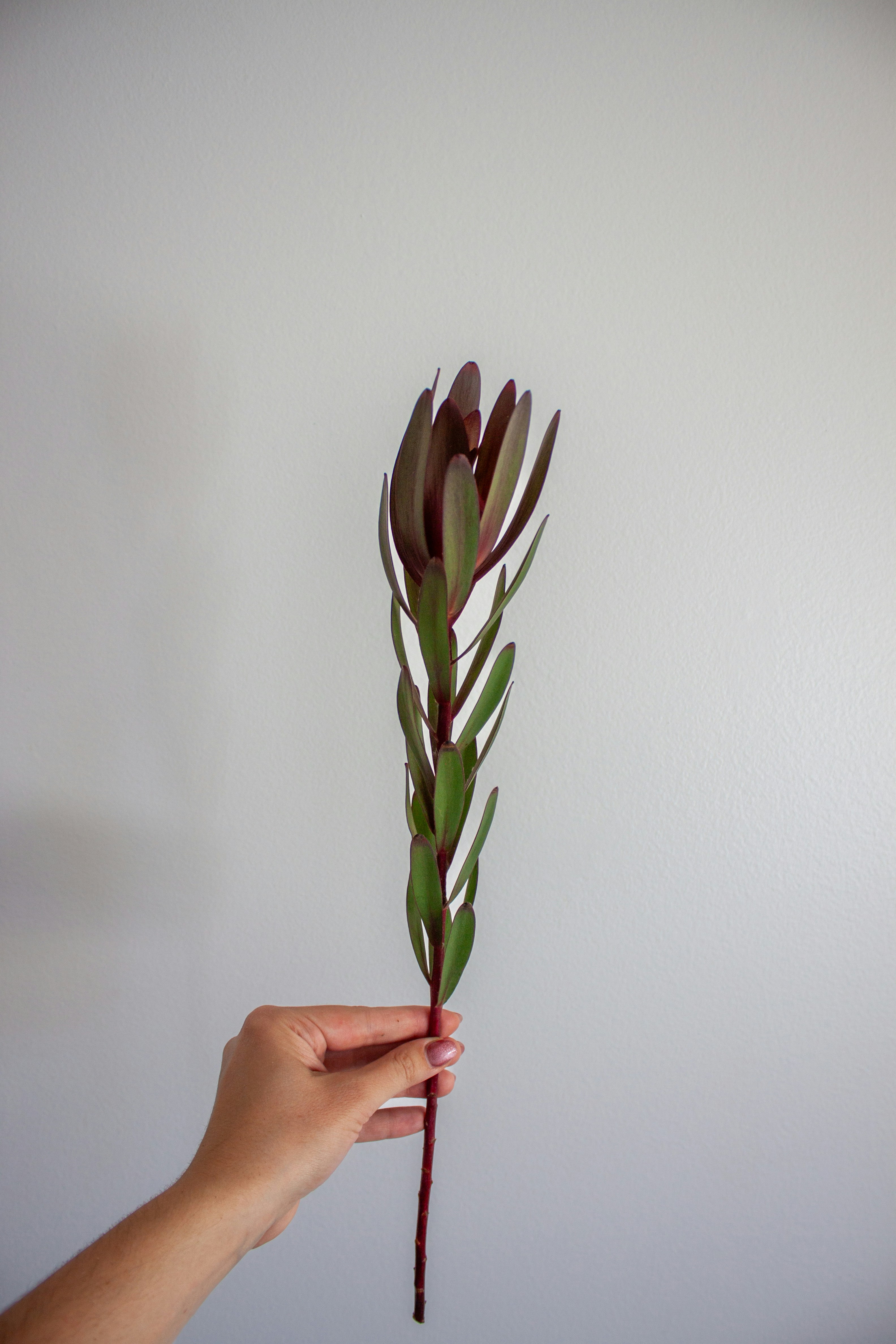 Gentle Hand Presents a Climbing Sprig of Red-tinged Protea Against a Plain Wall