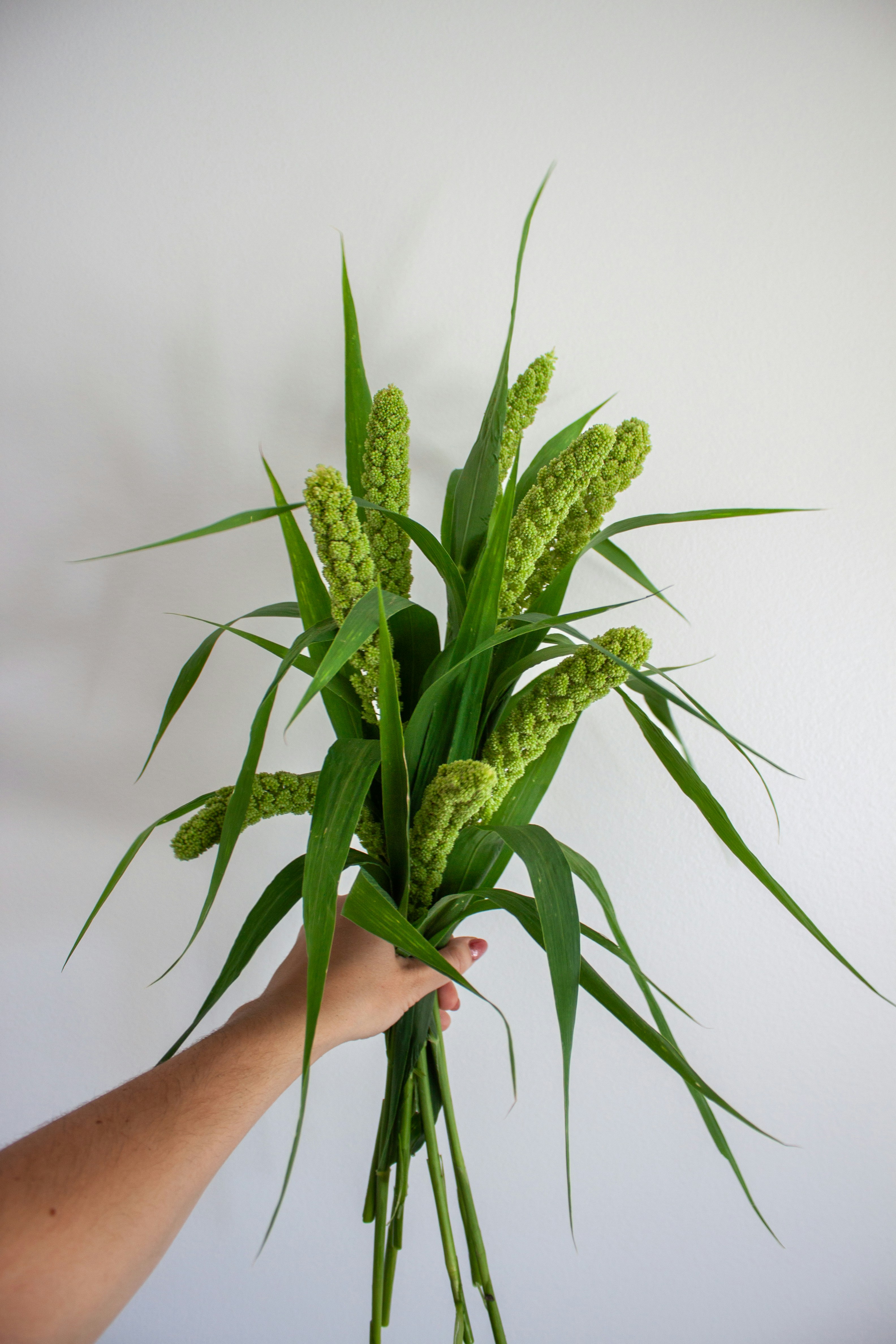 Handful of Green: A Bouquet of Grassy Panicles