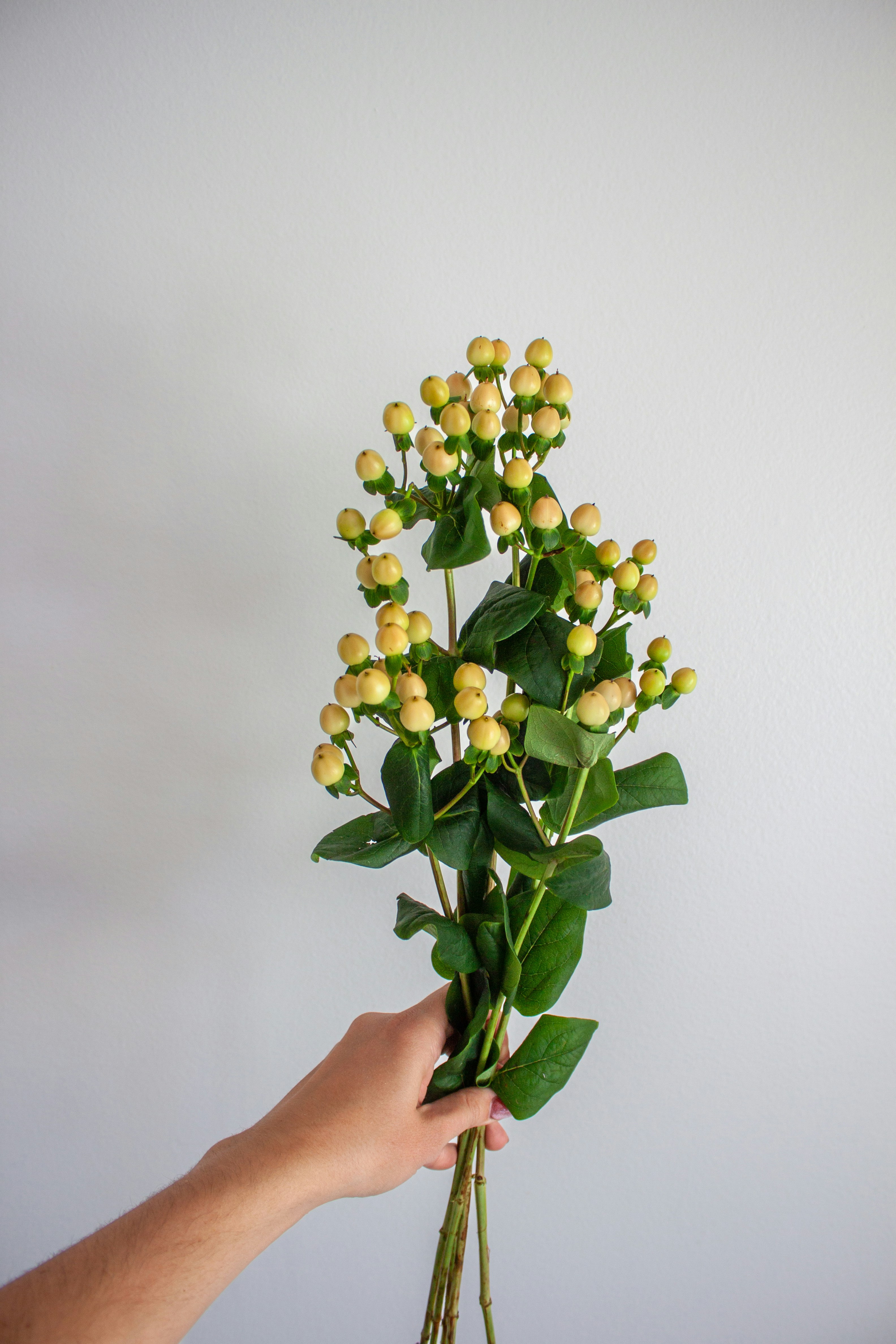 Handful of pale yellow berries on a leafy stem held before a pale wall