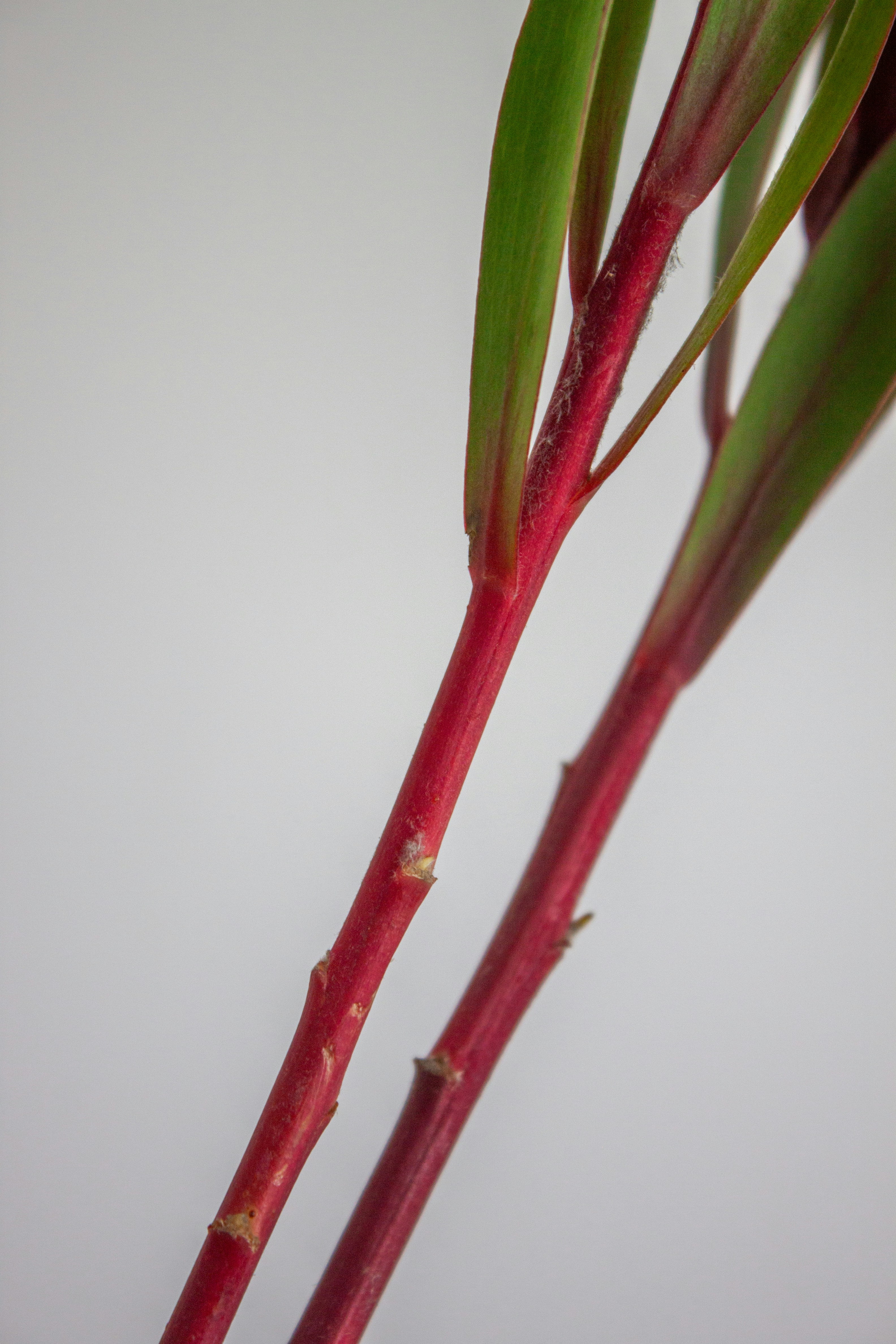 Crimson stems tracing light: a close study of color and texture