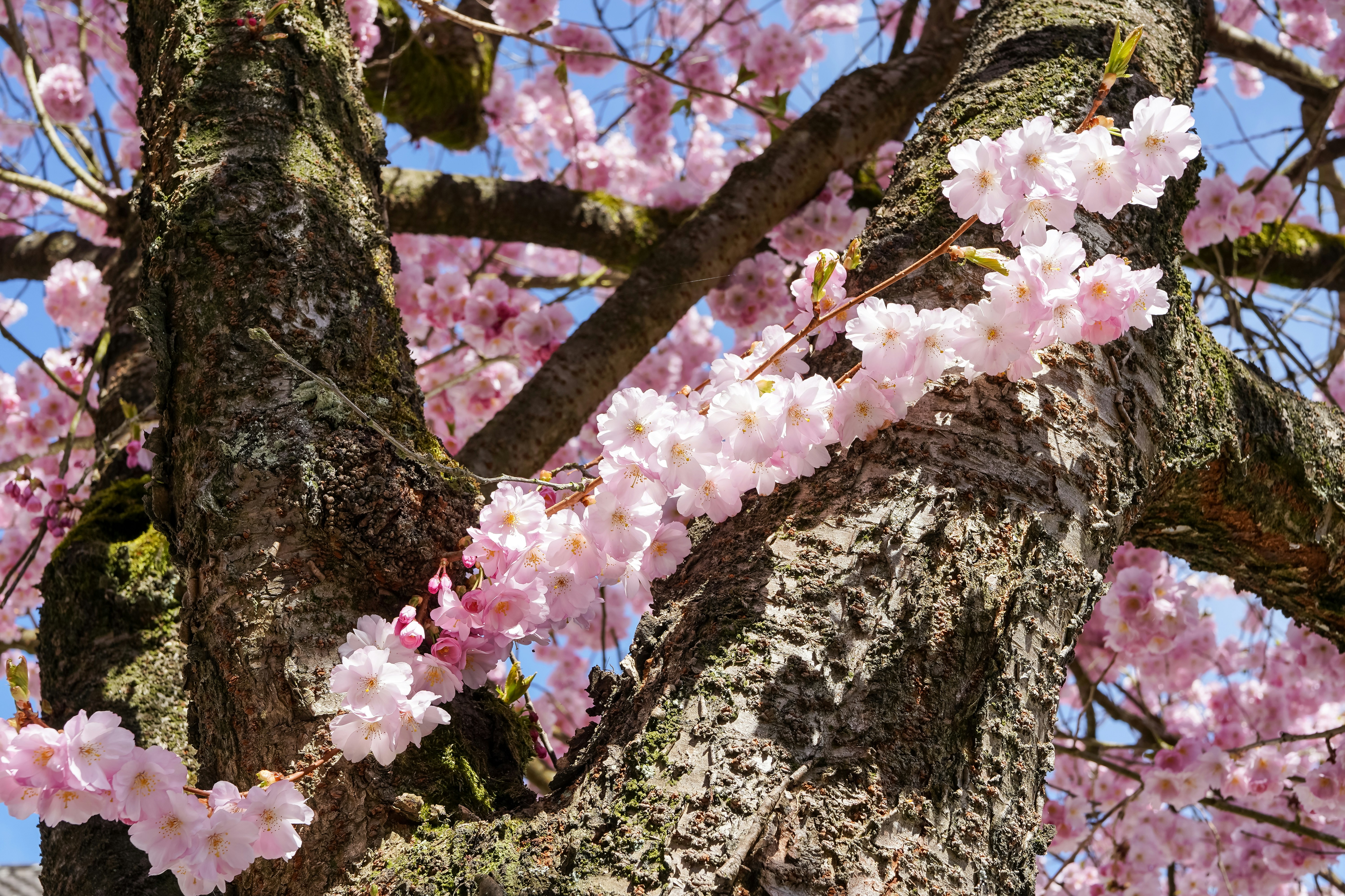 Crimson Bark Beneath a Blooming Canopy