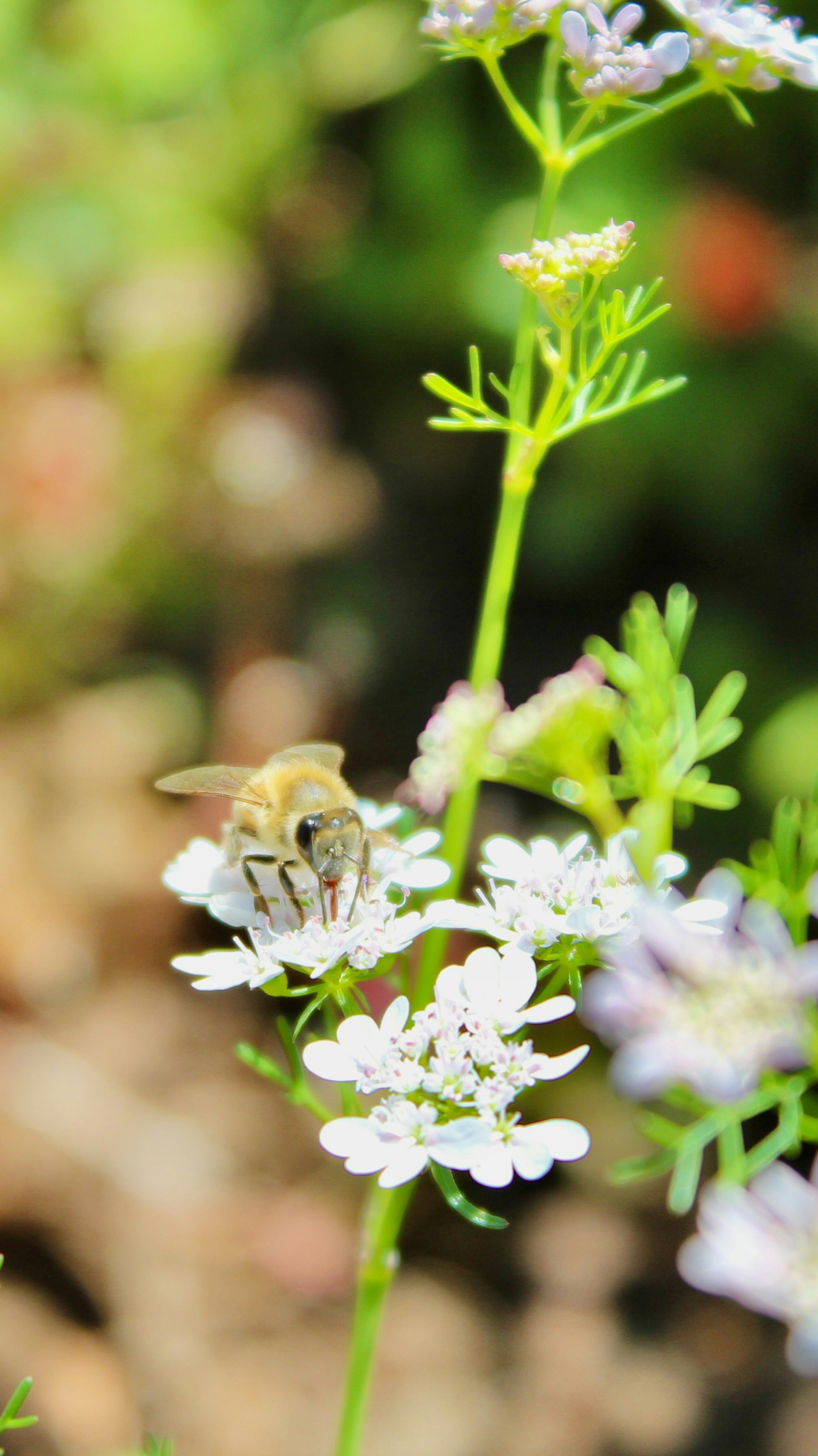Bee on delicate lilac blooms: a moment of pollination in soft focus