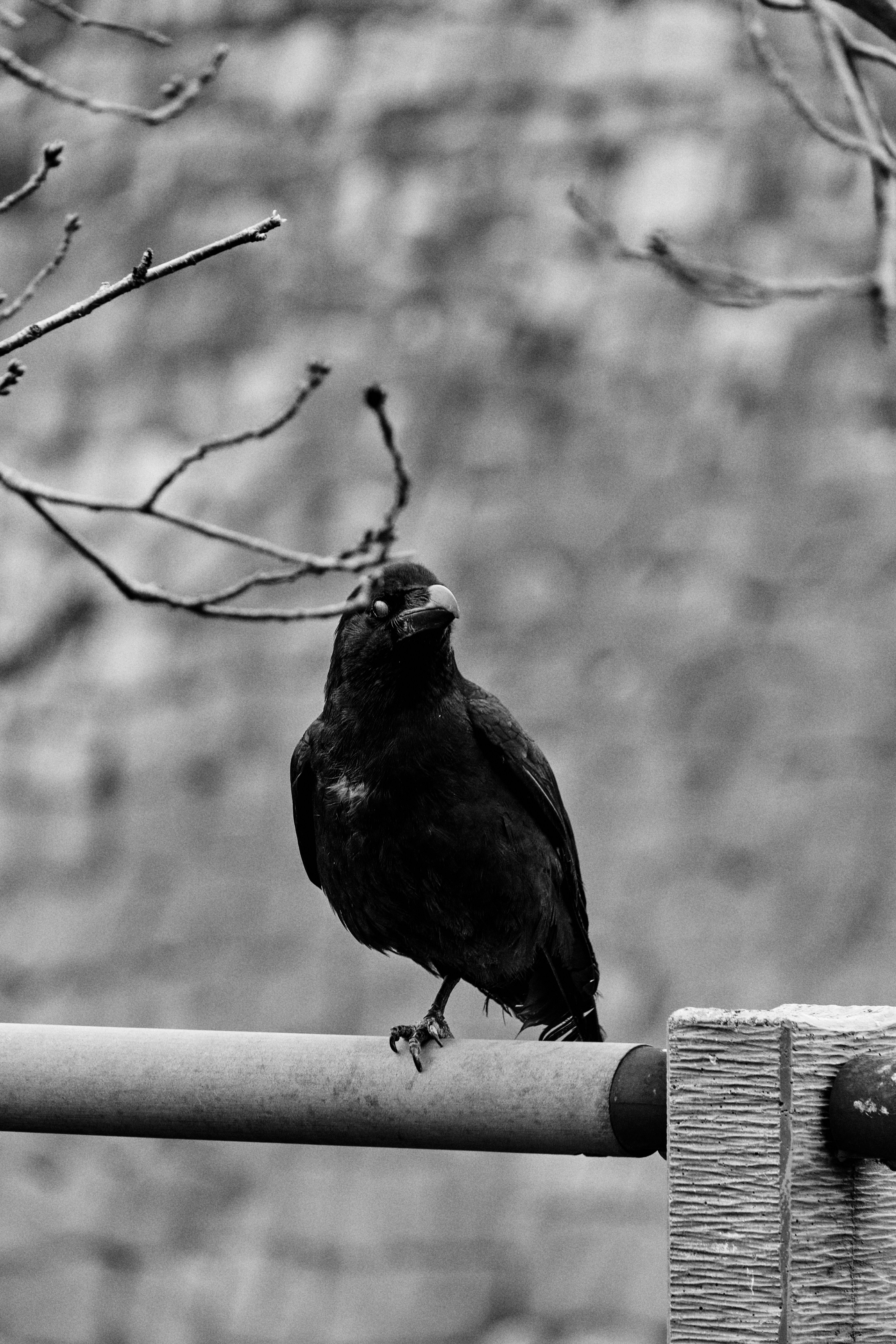 Midnight Watcher on a Braced Rail