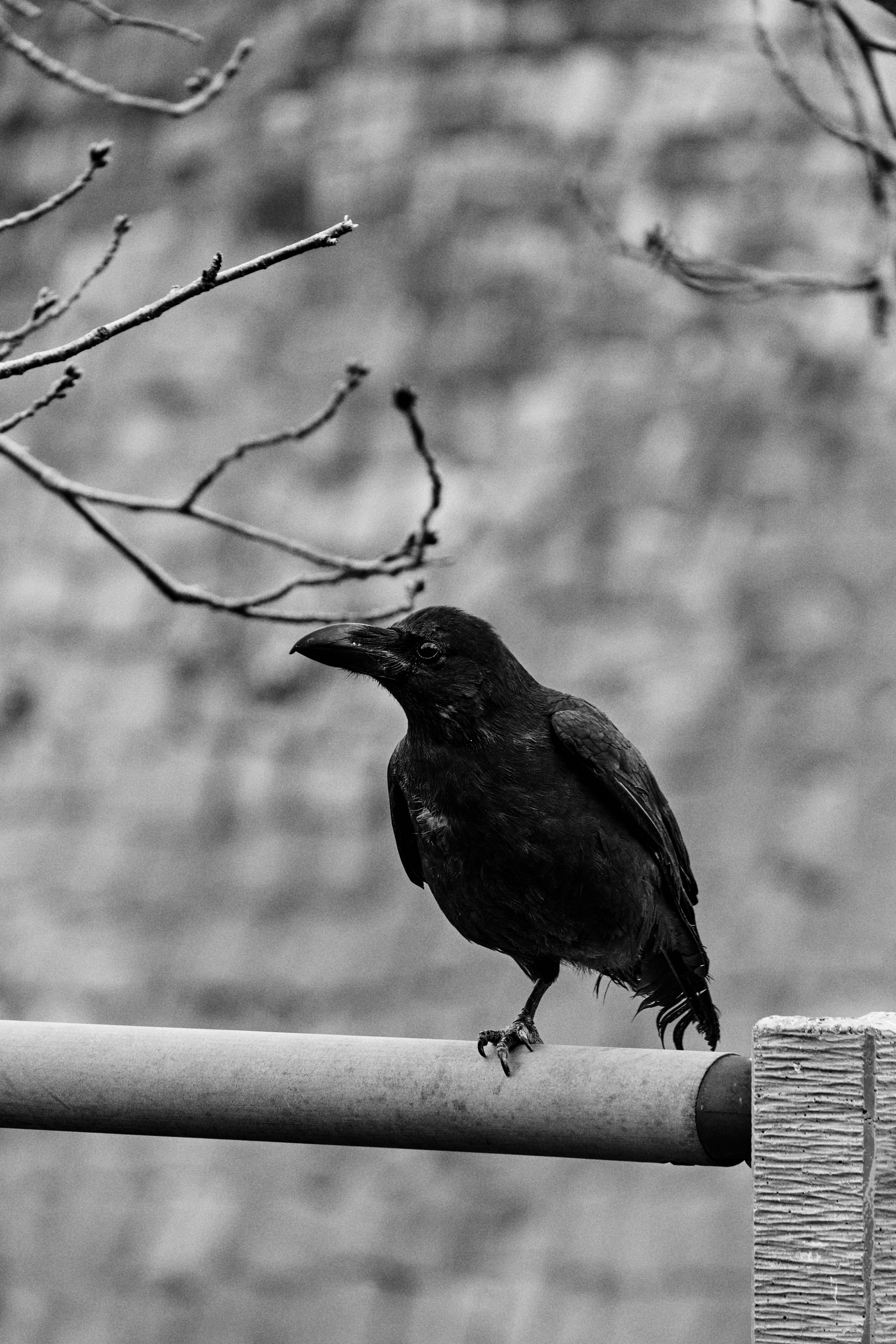 Midnight Watcher: Black Bird Perched on a Rail
