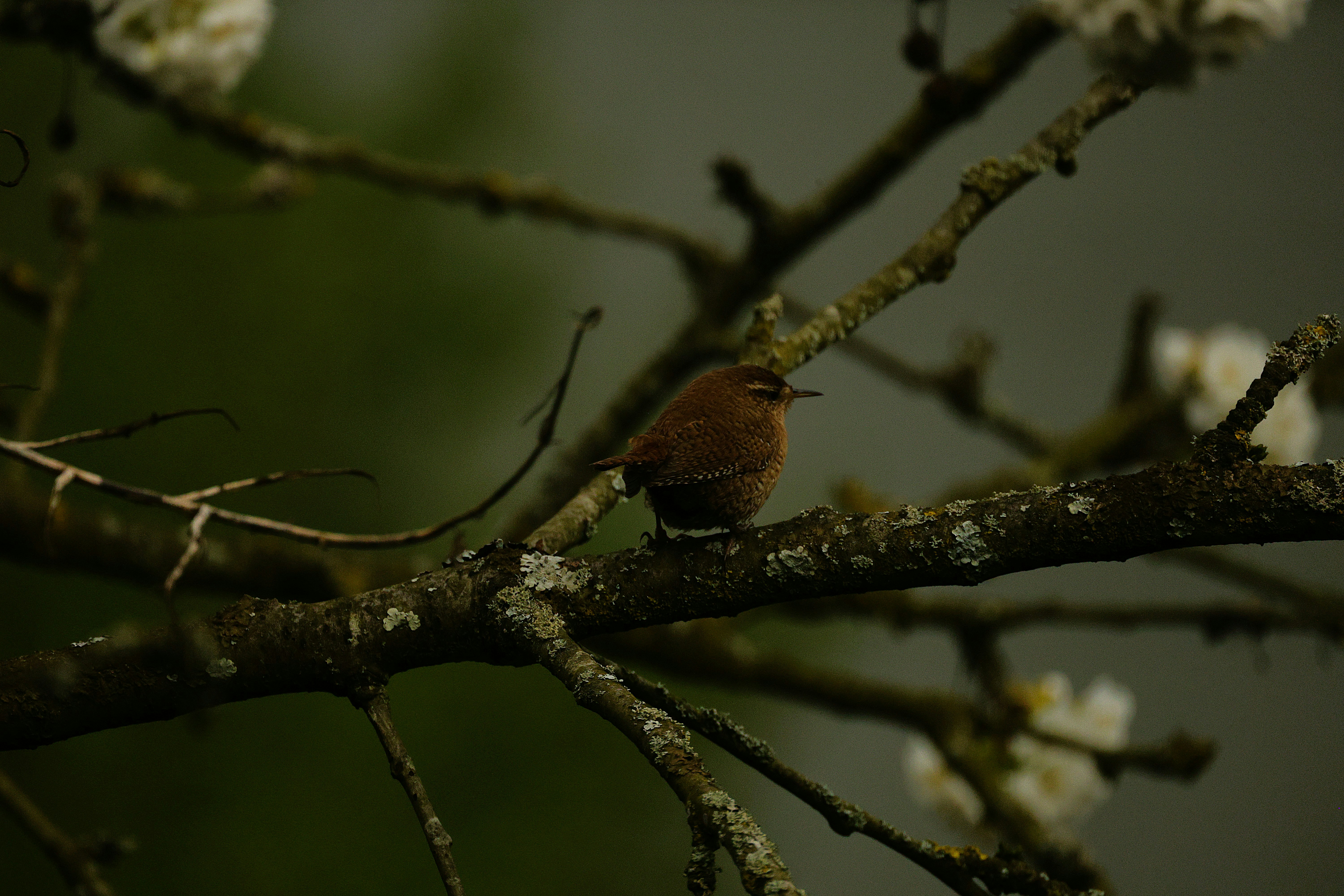 Hidden Kingfisher on a Mossy Branch