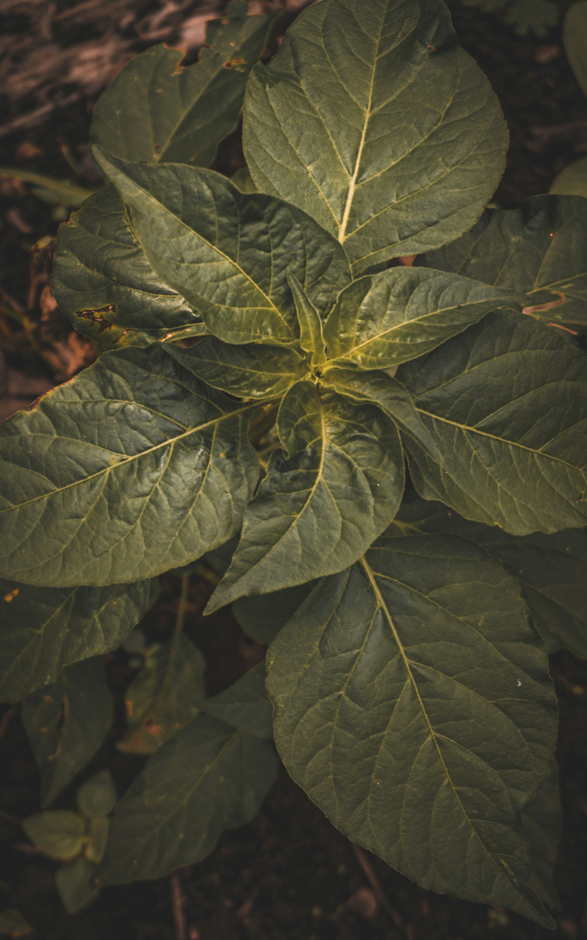 Central Sprout: A Verdant Canopy Emerges from Deep Green Leaves