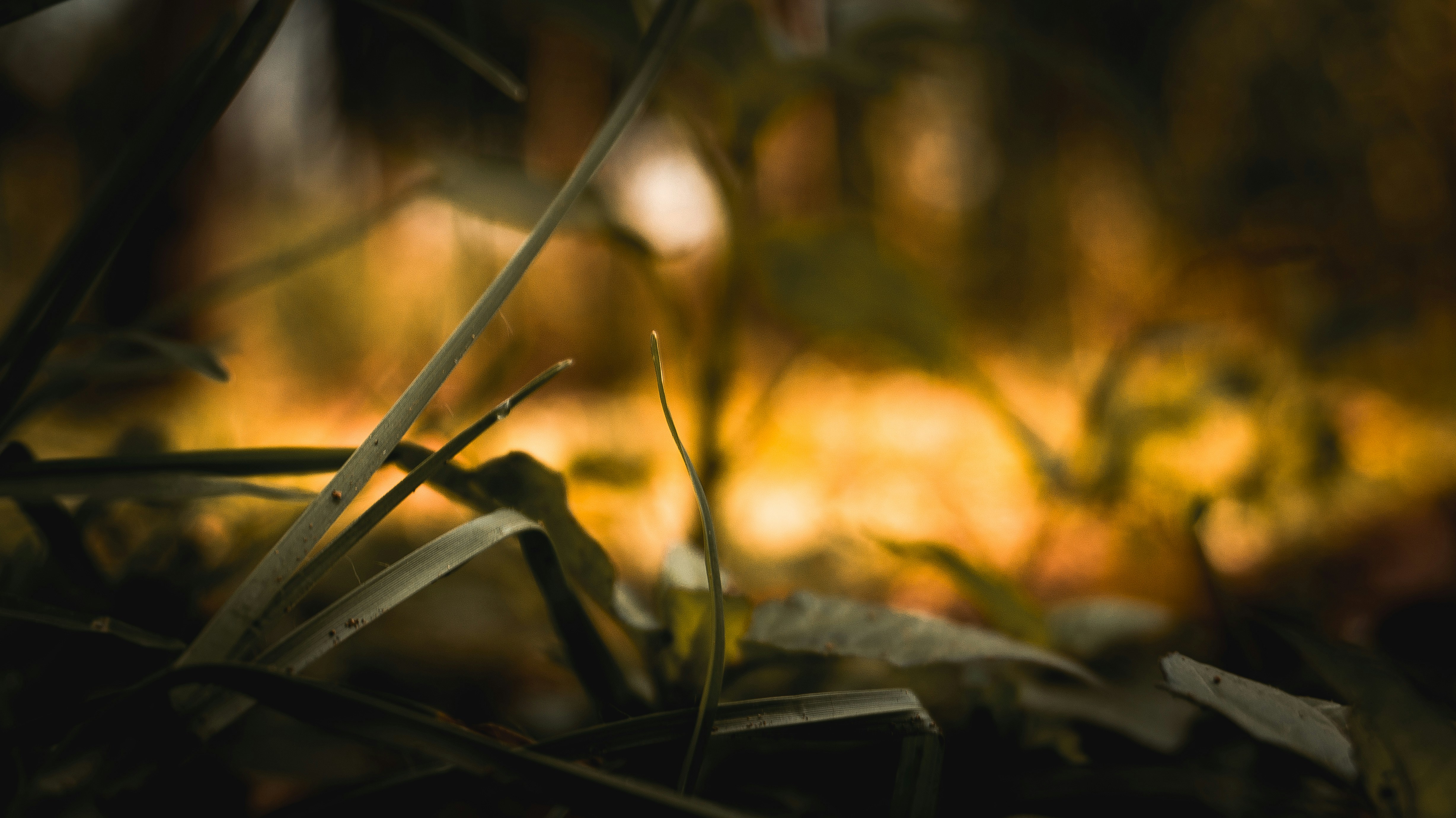 Golden Backlit Foliage: Subtle Light Presses Through Autumn Veil