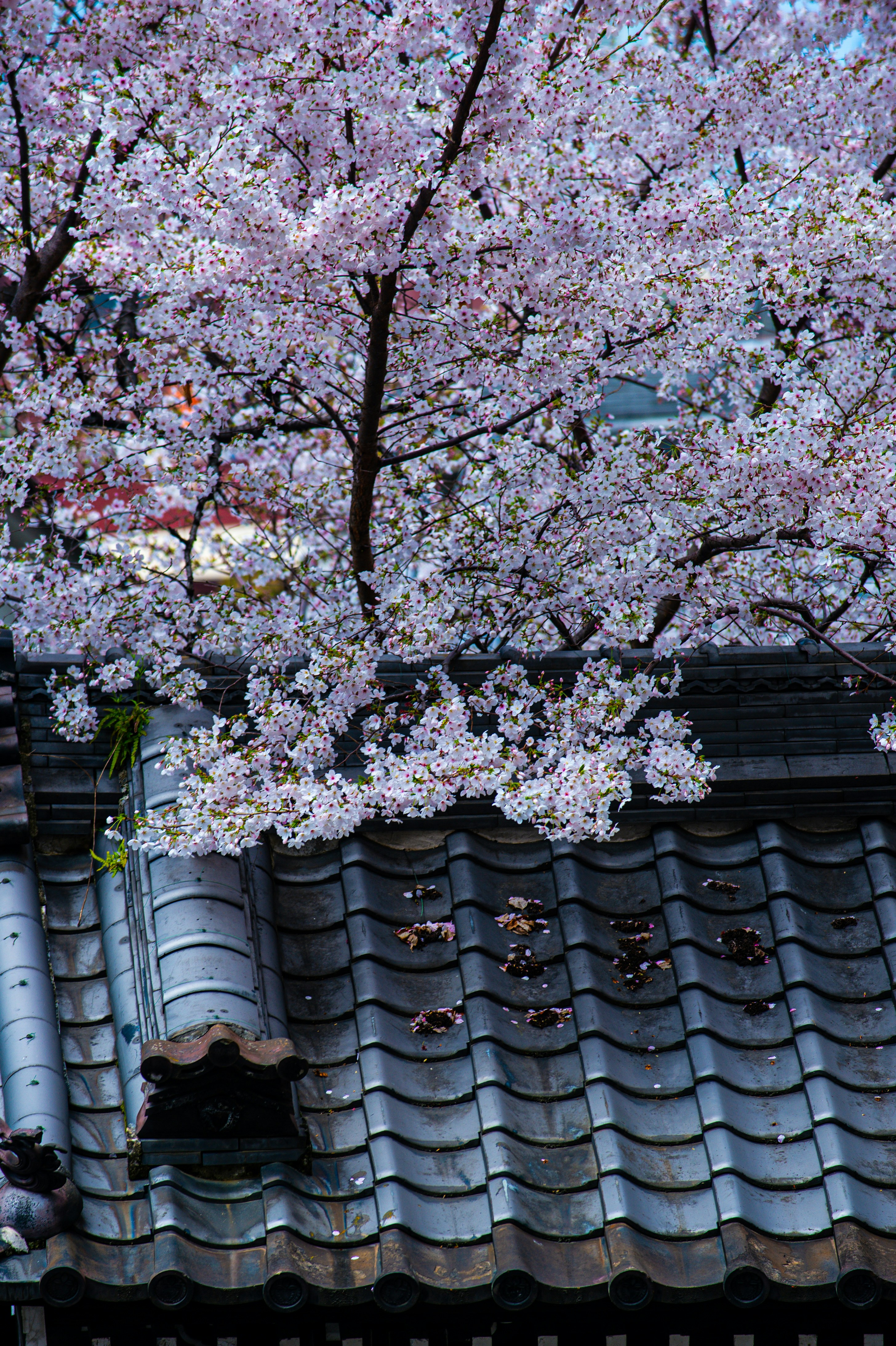 Blossoms Over Tile: Cherry Avenues and Rooftop Tiles