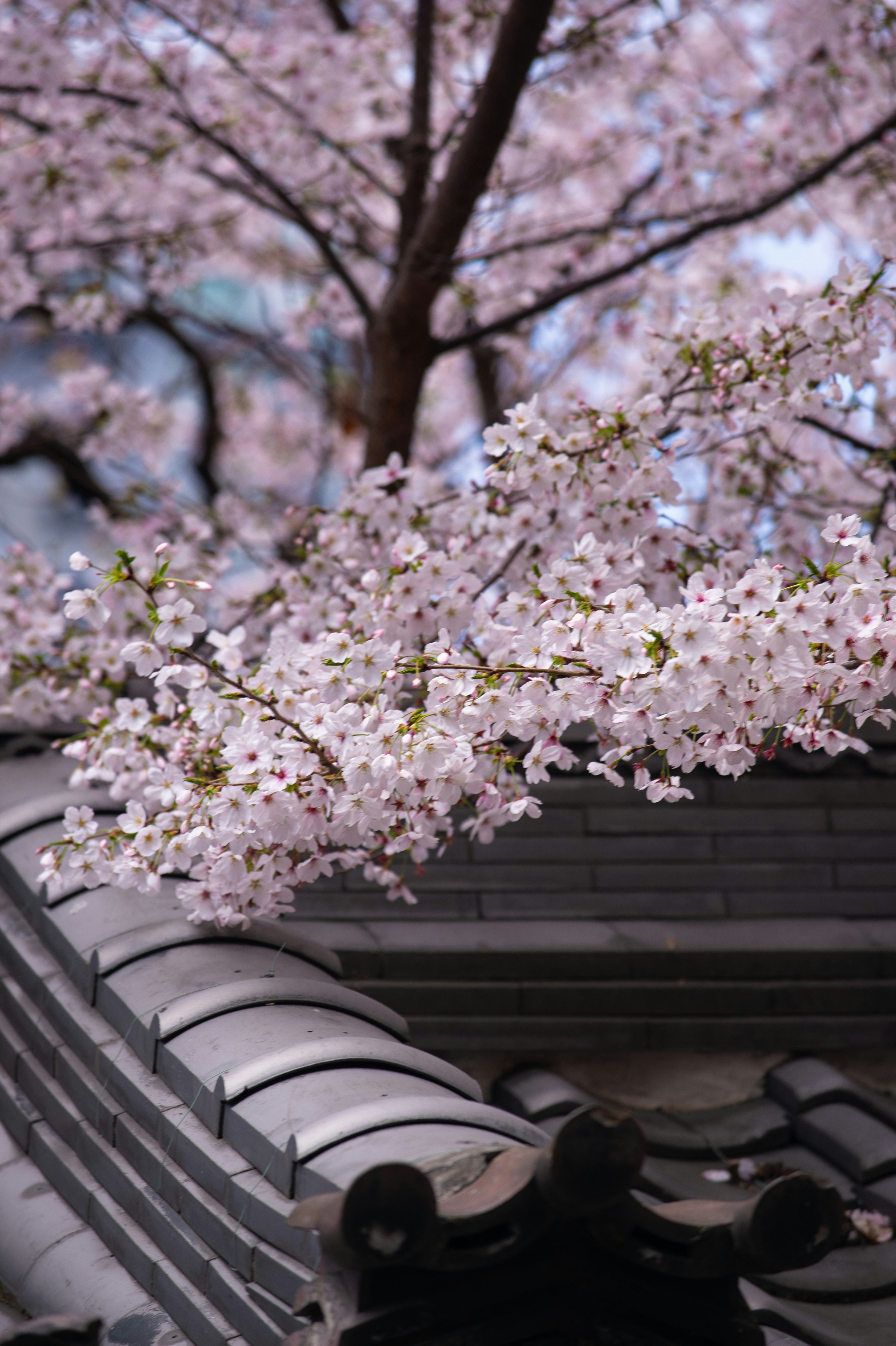 Blossoms Over Tile Roof: A Quiet Spring Moment