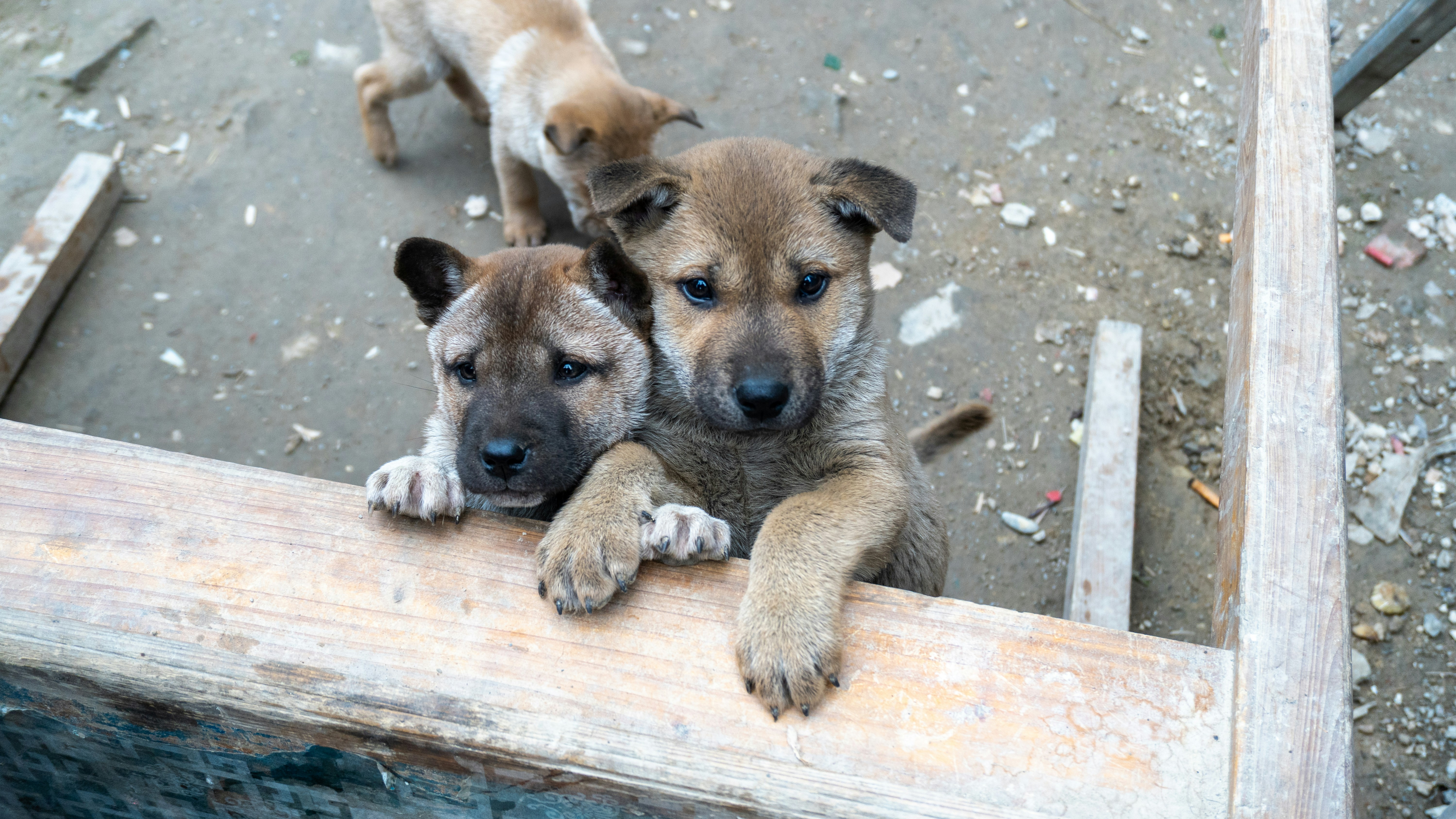 Kittens at the Edge: Curious Paws on Weathered Wood
