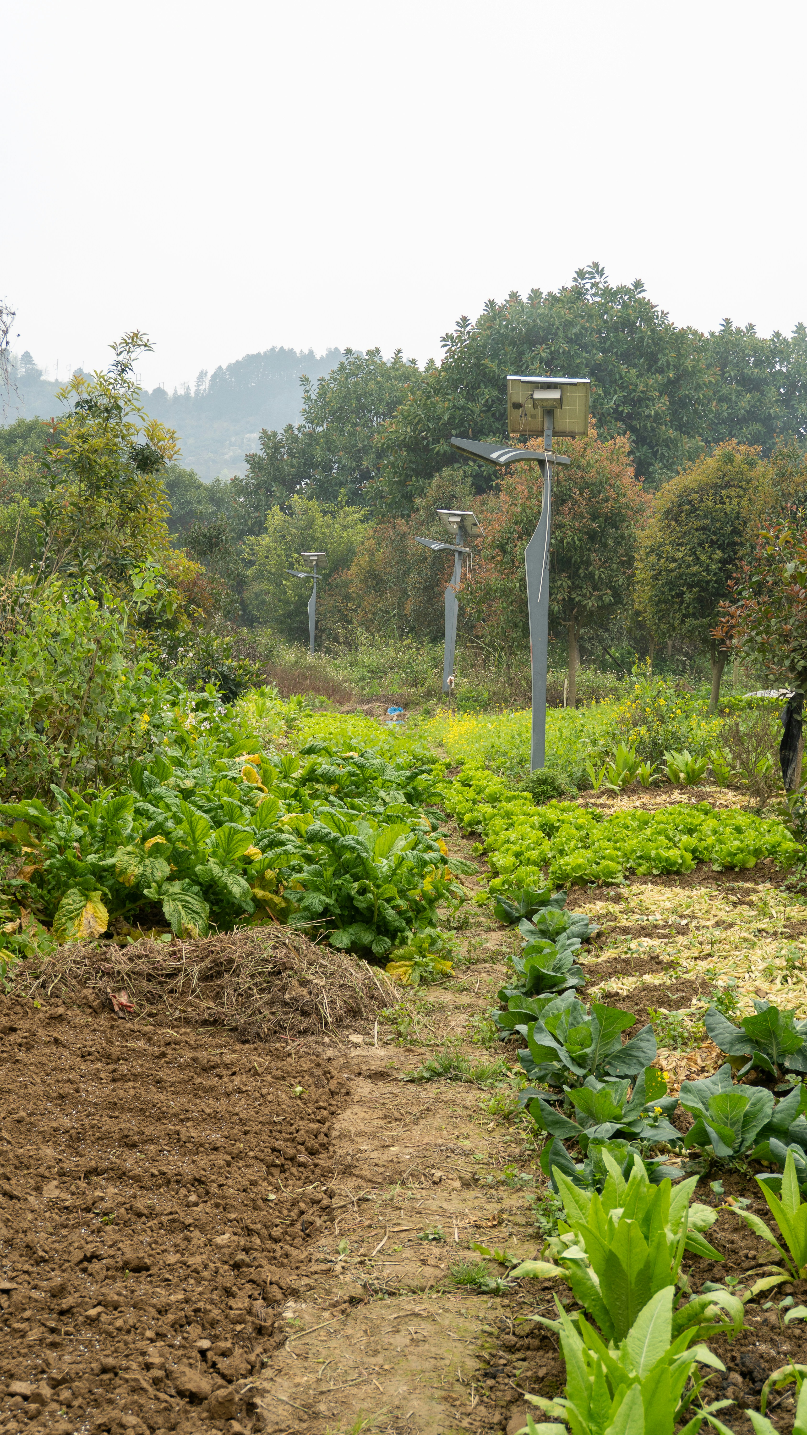 Sunlit Farmstead Avenues: Rows of Greens Beneath Solar-Powered Poles