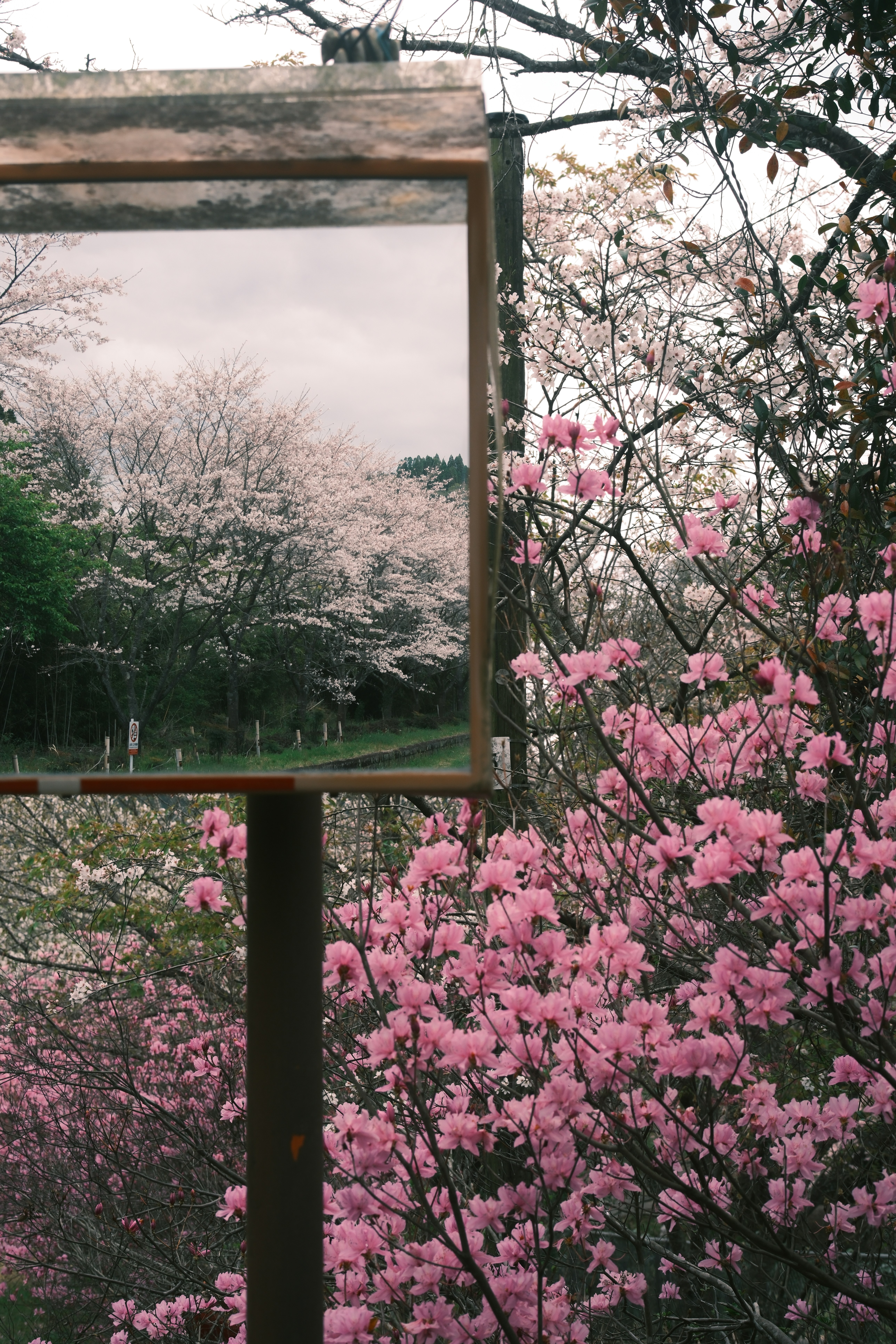 Mirror Window to Spring: Reflections Framing Blossom Path