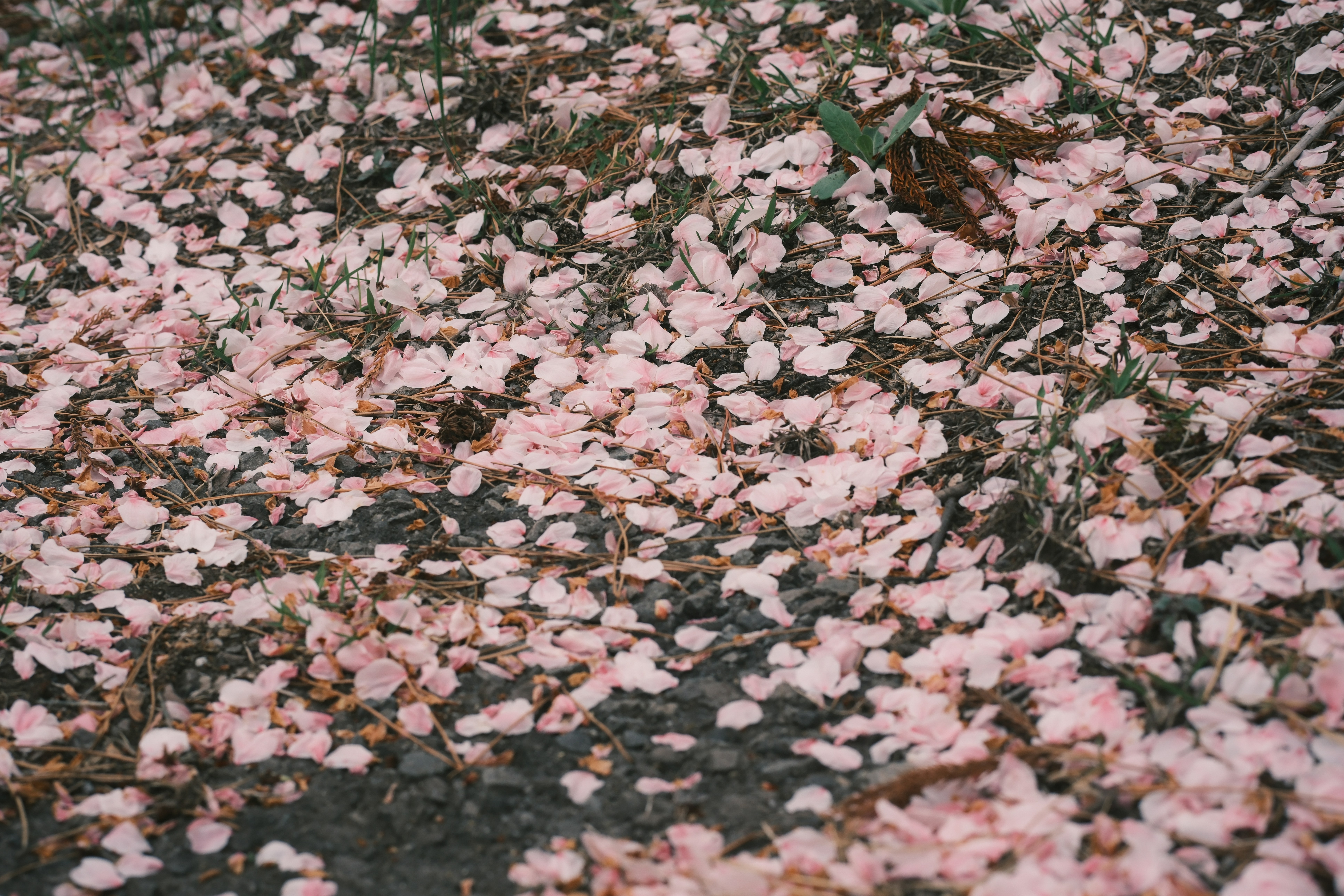 Petals on a Rain-Slick Path
