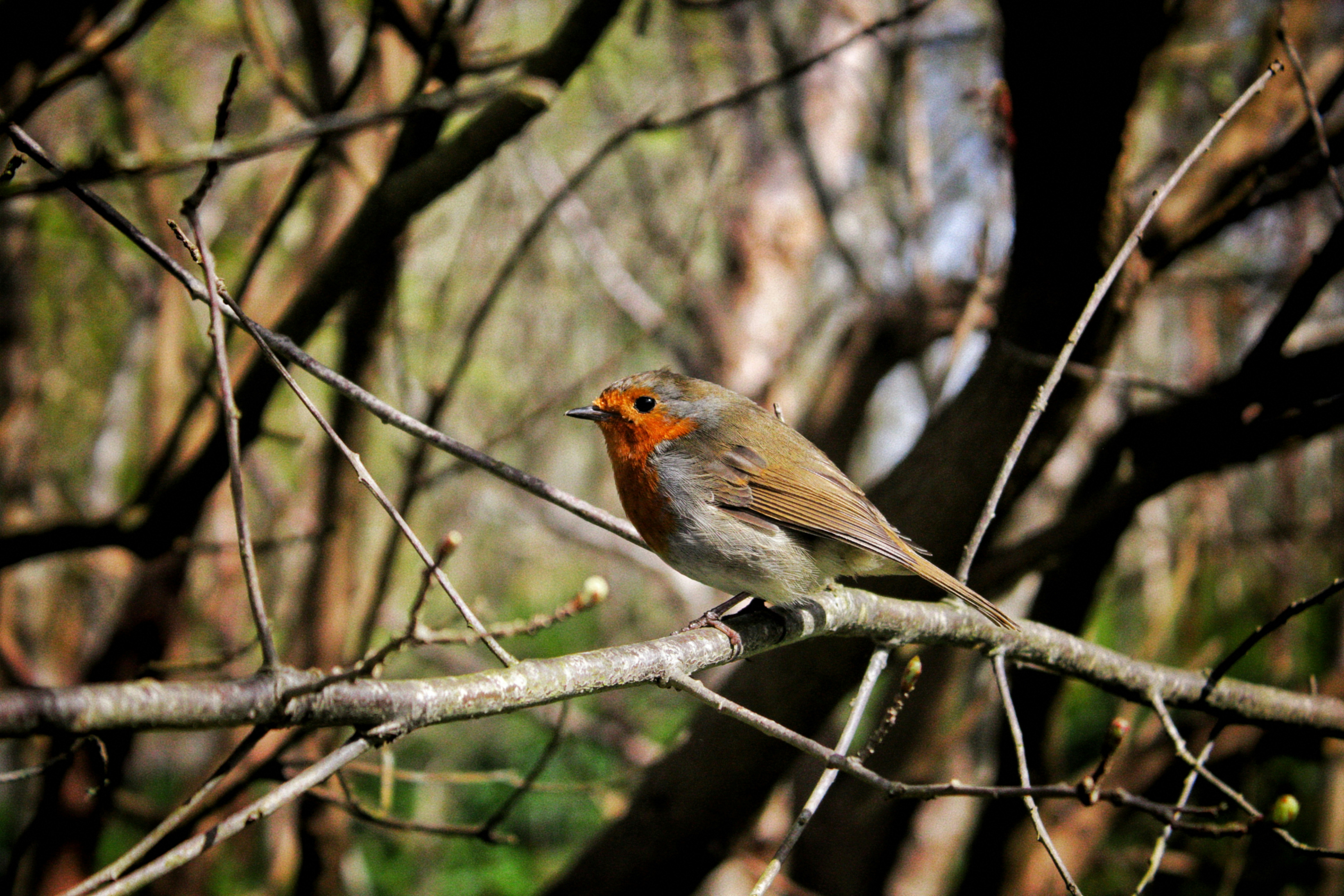 Robin on a Branch: a sunlit perch in dense woodland