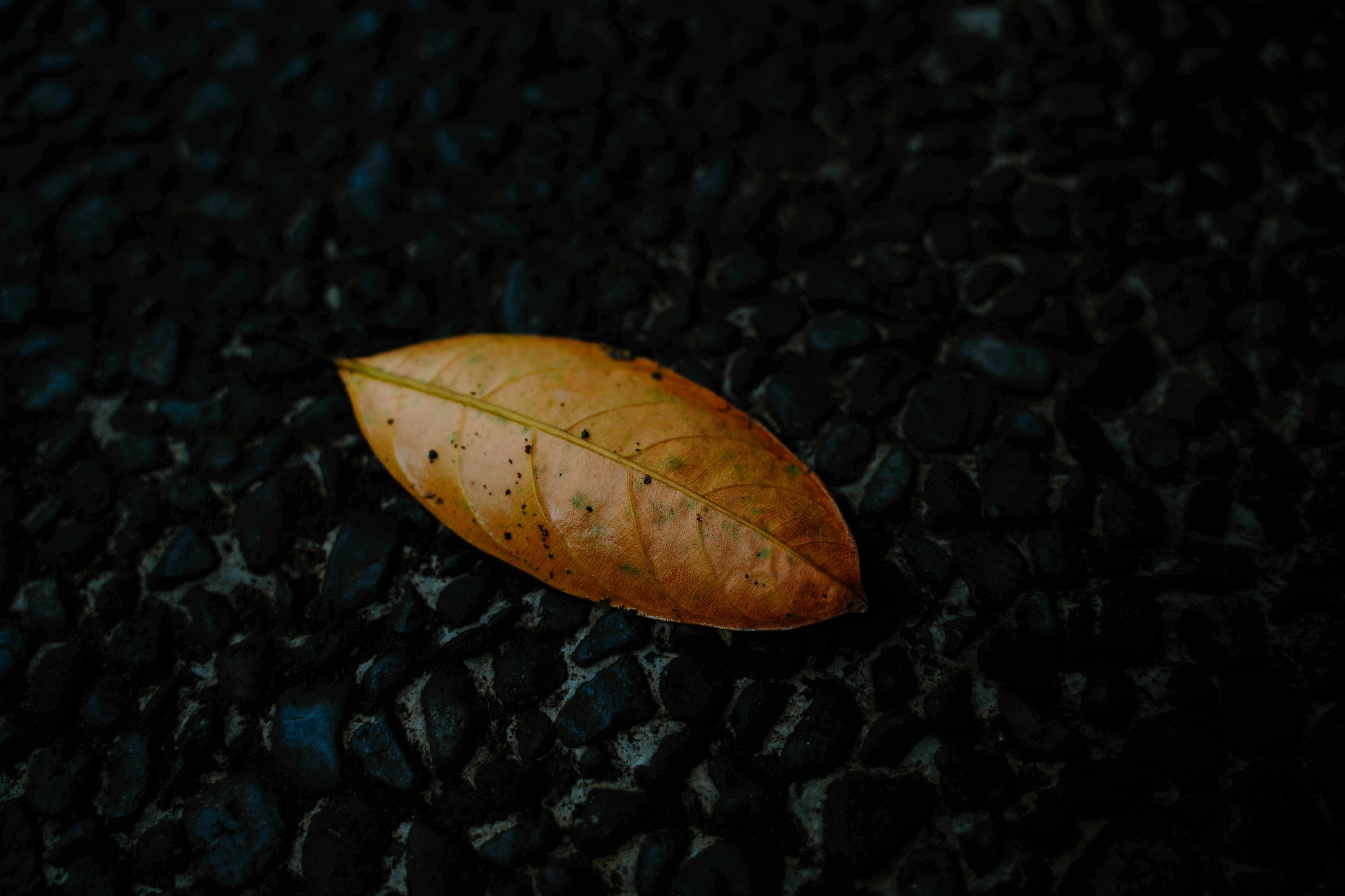 Amber Leaf on Wet Cobblestone