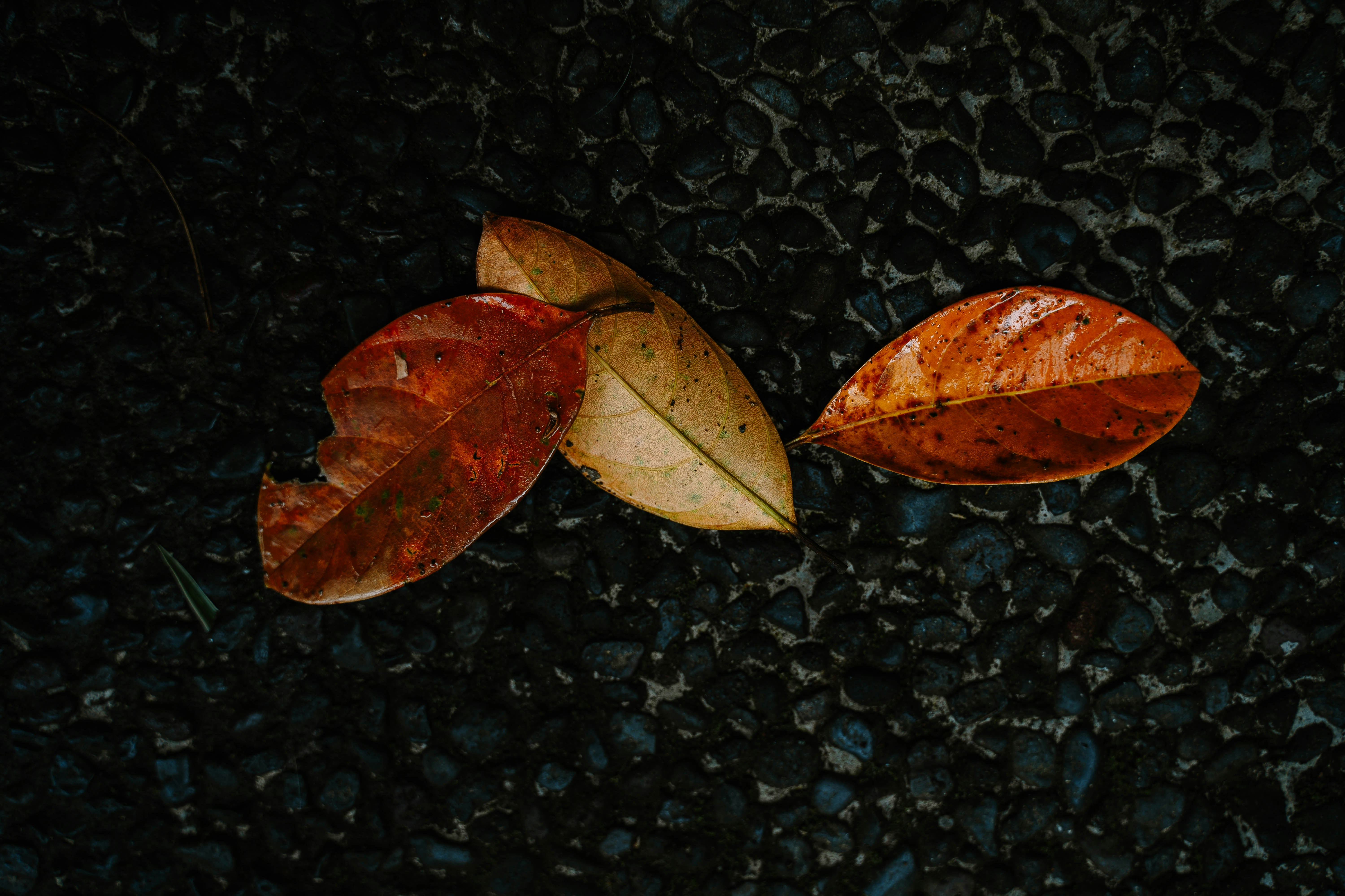 Three Evening Leaves on a Wet Asphalt Stage