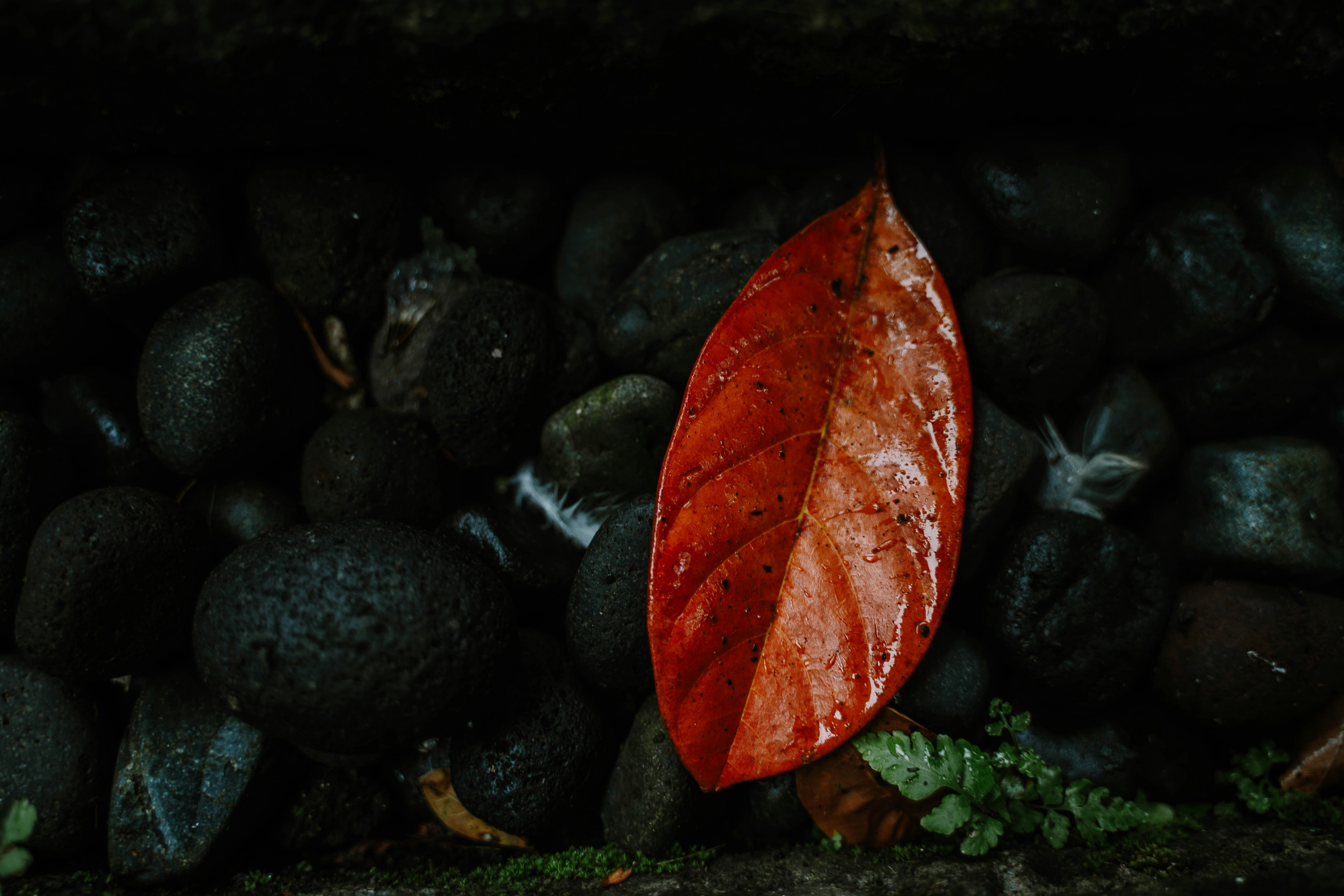 Crimson Leaf Resting Among Pebbles