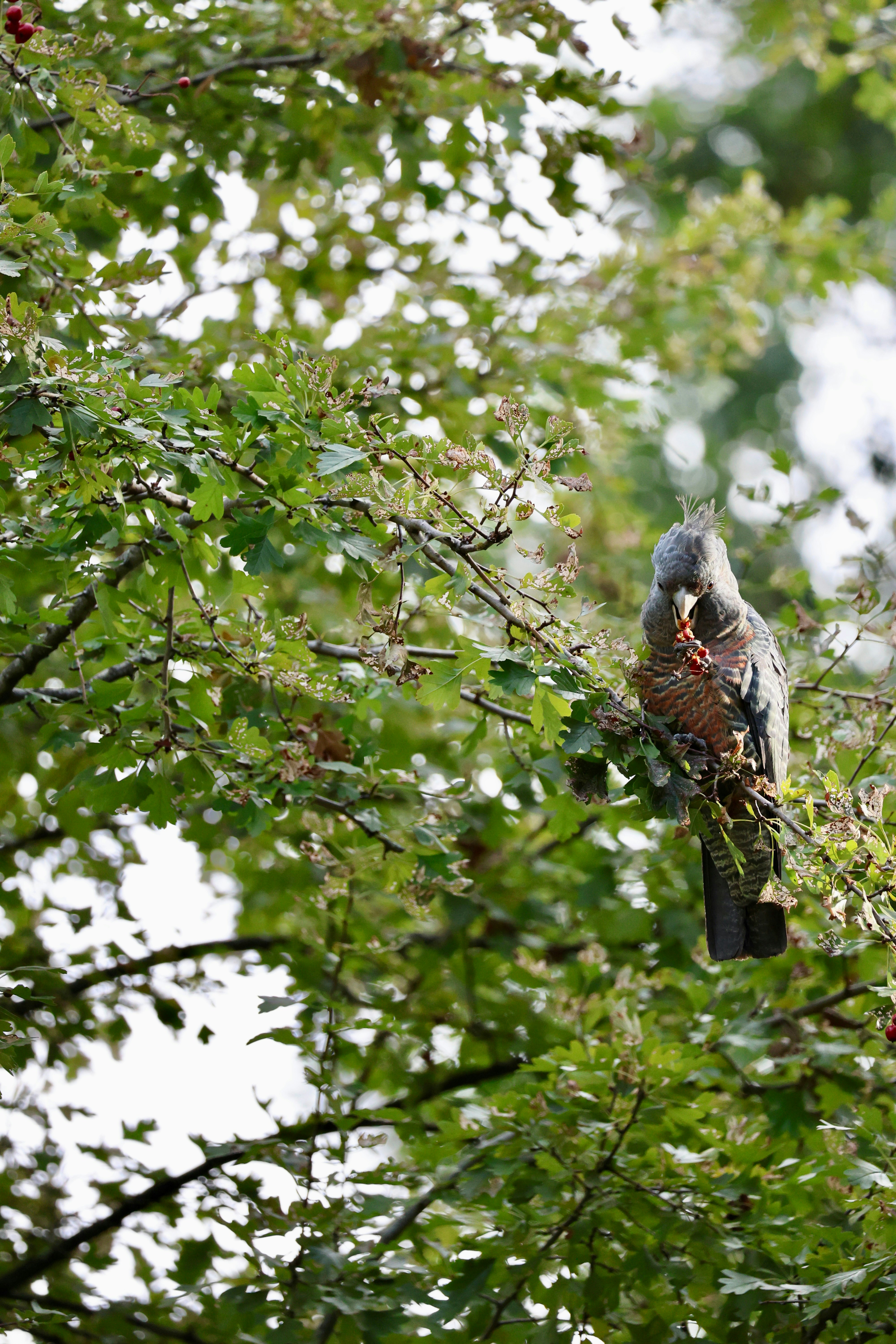 Red-shouldered Feathers: A Cardinal in the Canopy