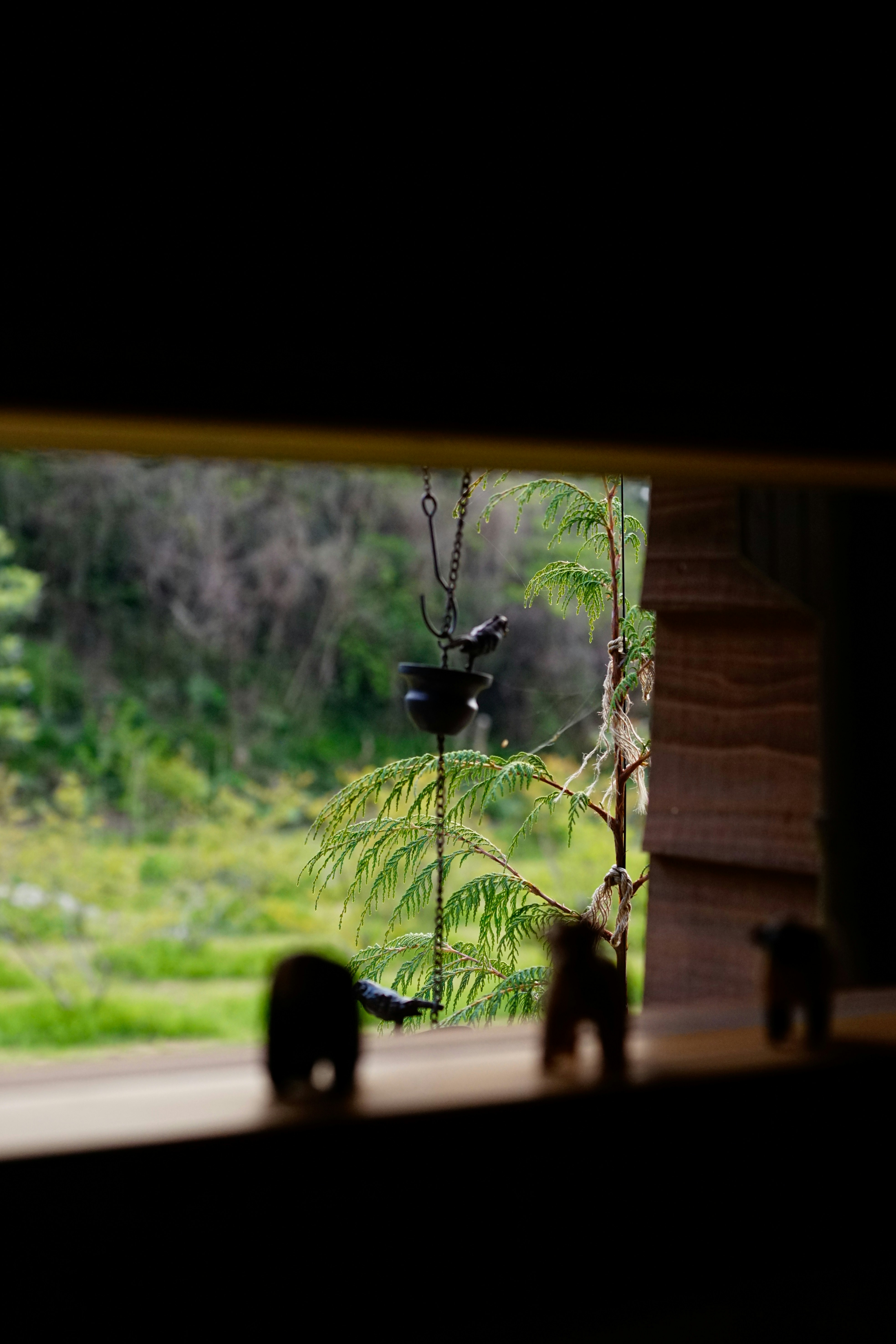Hidden Ferns at the Gap: A Window into the Garden Throat
