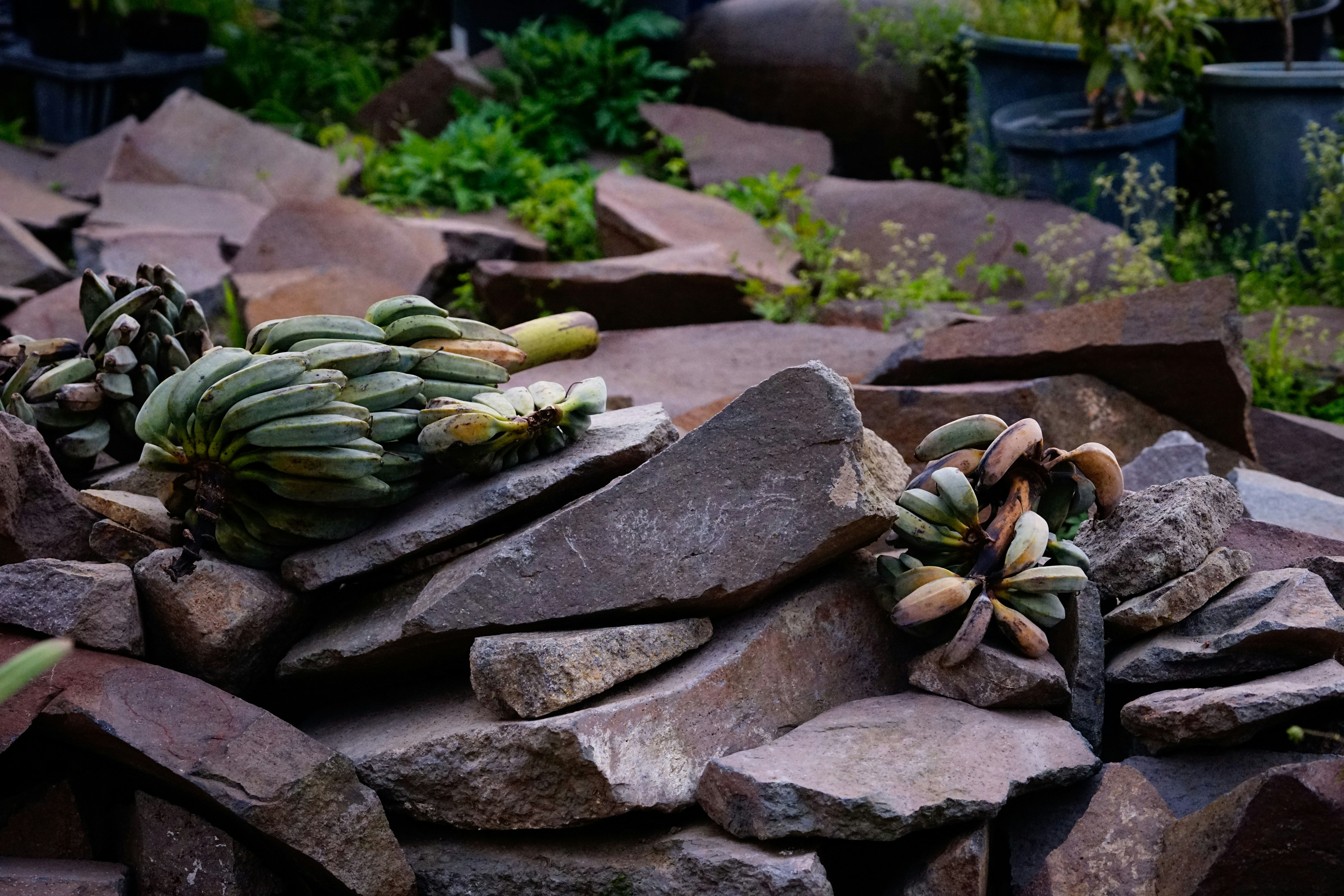 Desert stones cradle a cluster of resilient succulents