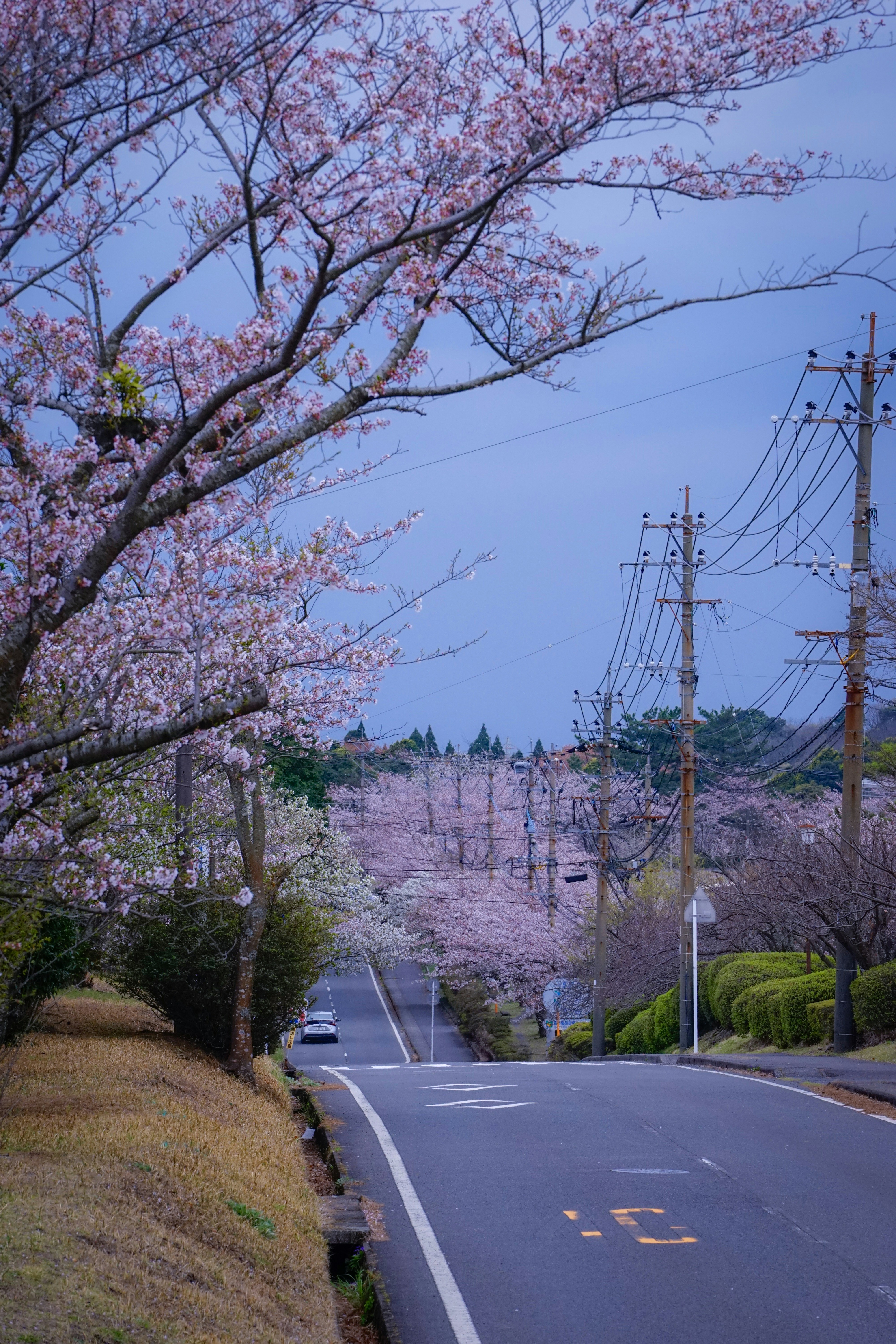 Cherry-Tree Valley: A Quiet Drive Under Spring Blooms