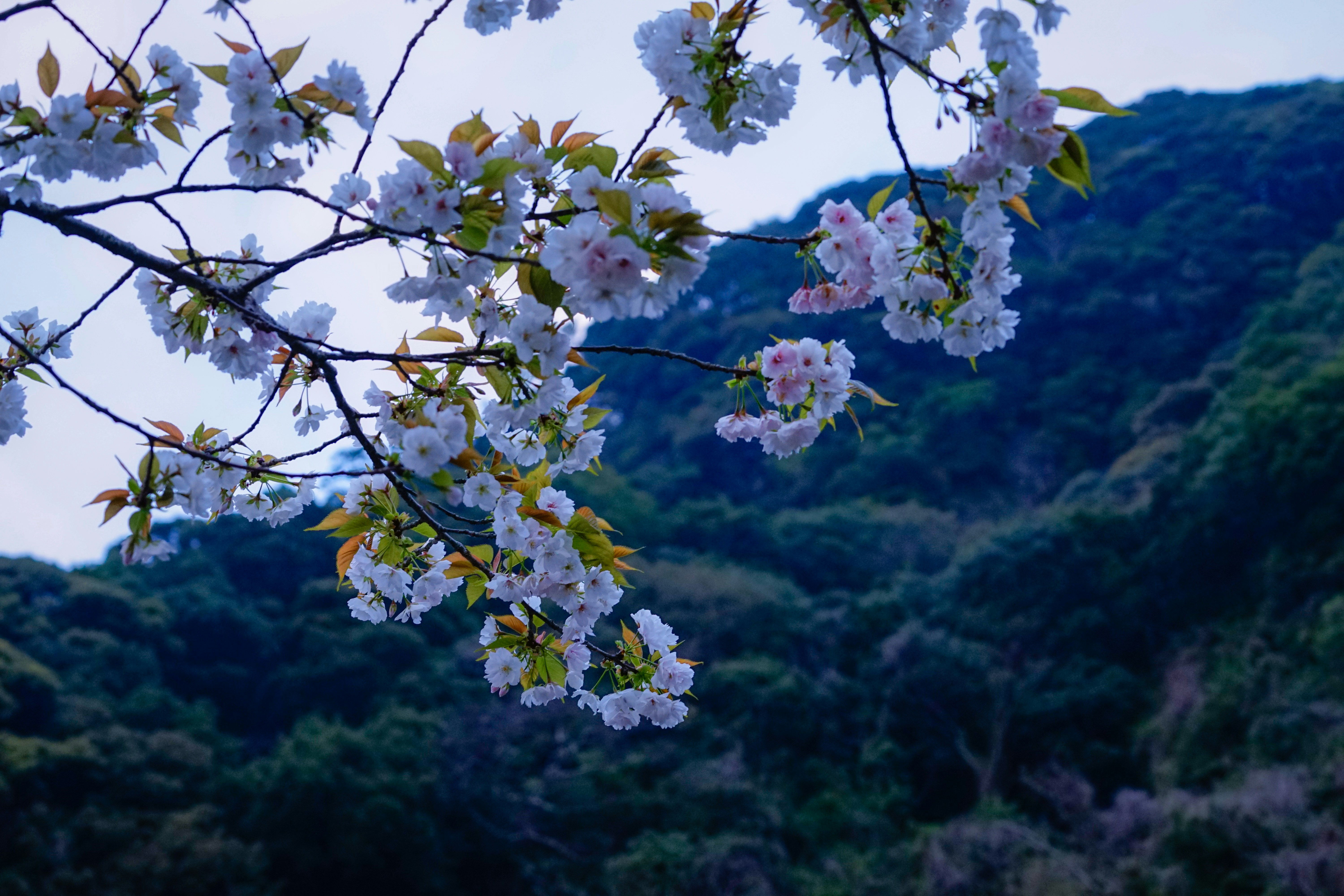 Blossoms at the Edge of the Valley