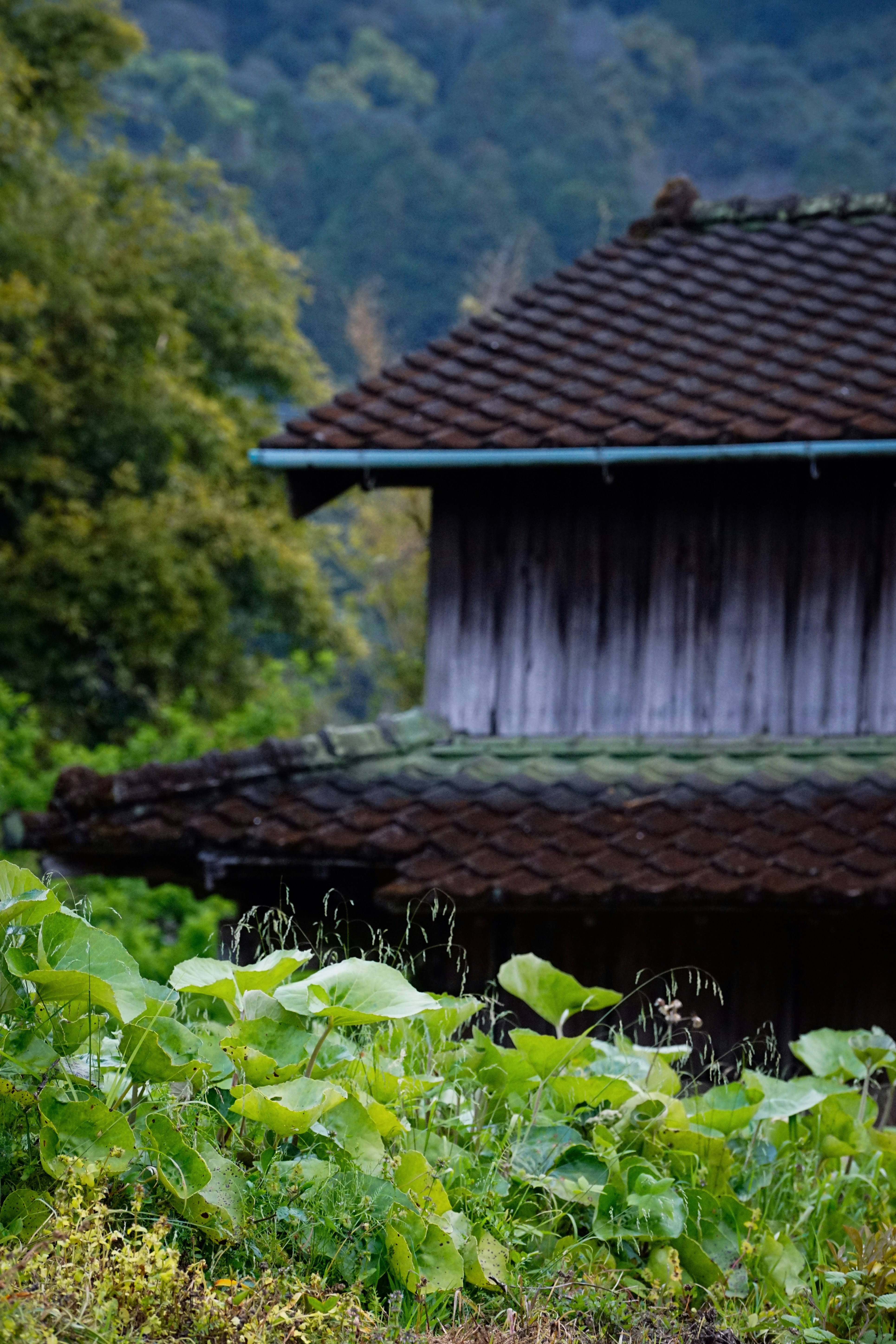A Quiet Farmhouse Nestled Among Greenery