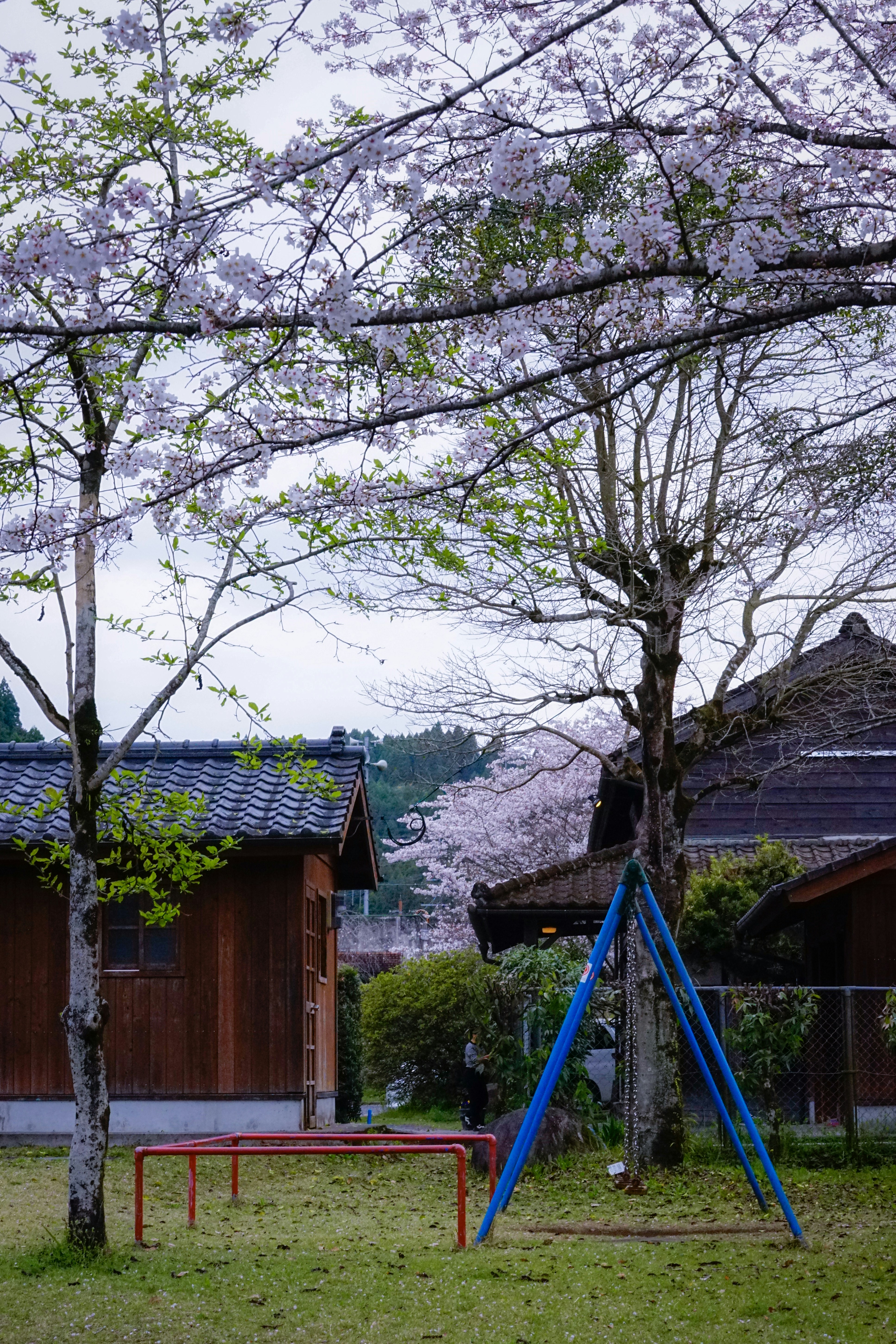 Spring Playground Under Cherry Blossoms