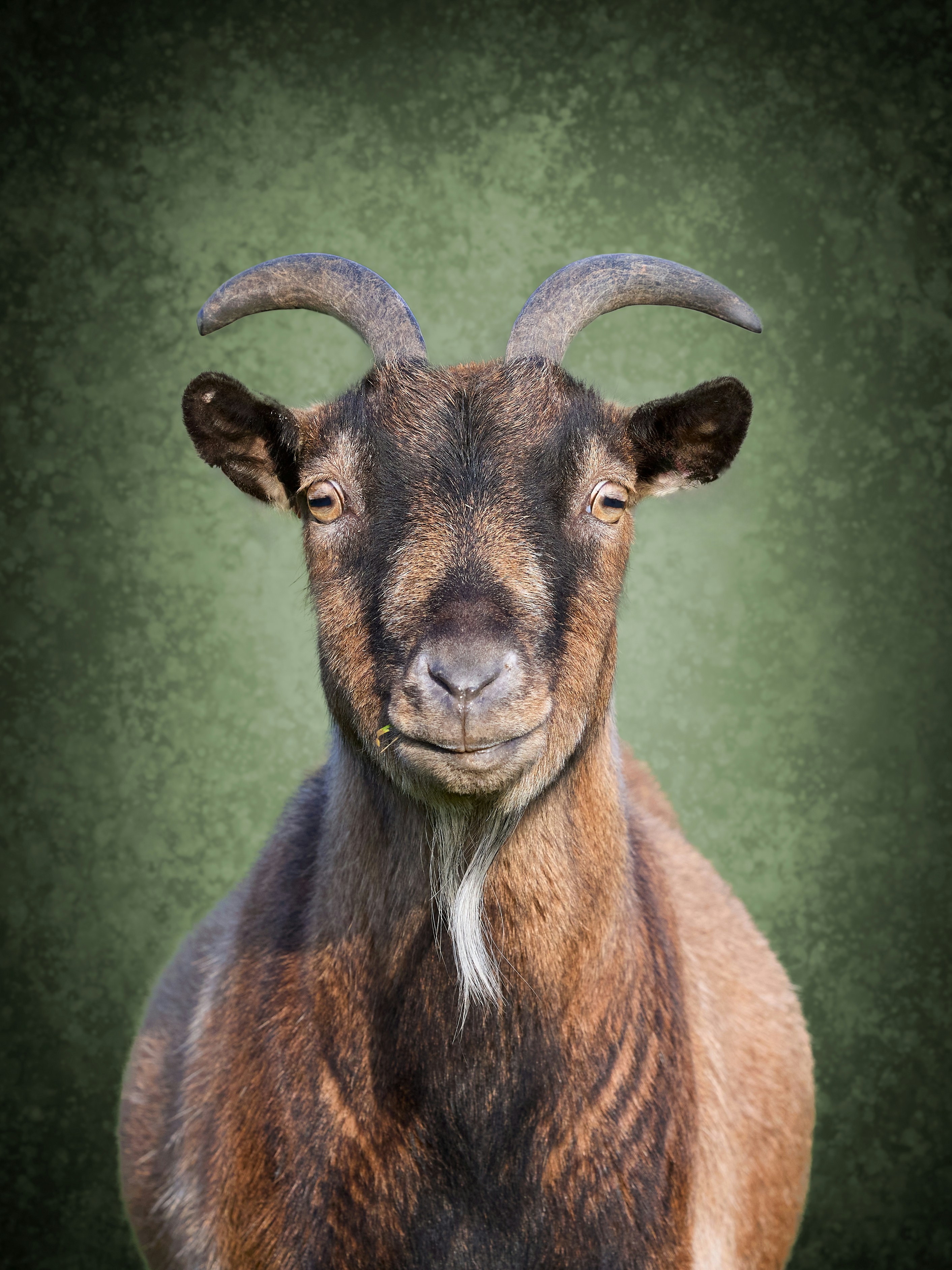 Centered gaze: a dignified goat beneath a textured green backdrop