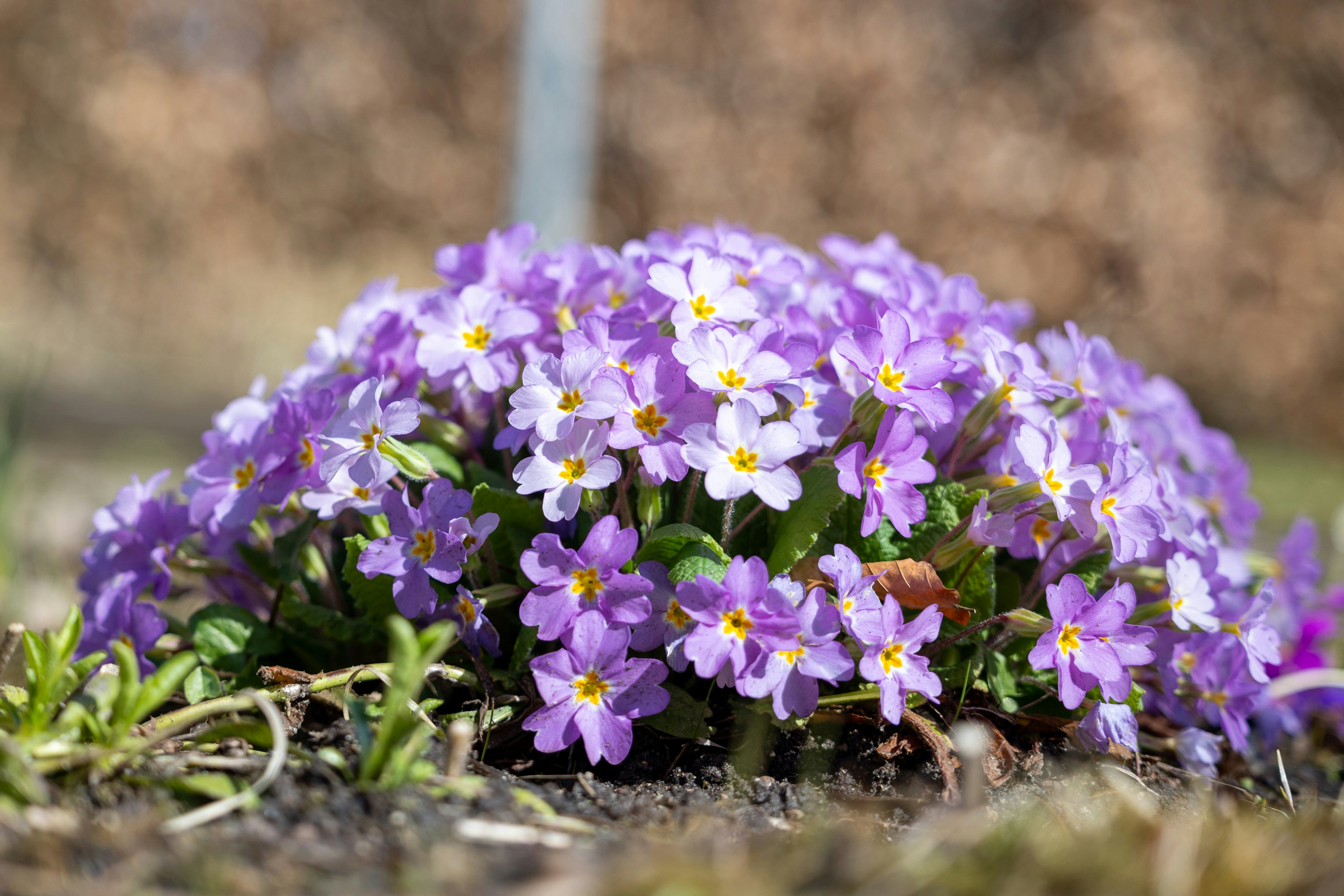 Purple Shard of Spring: A Nimbus of Primrose in the Soil