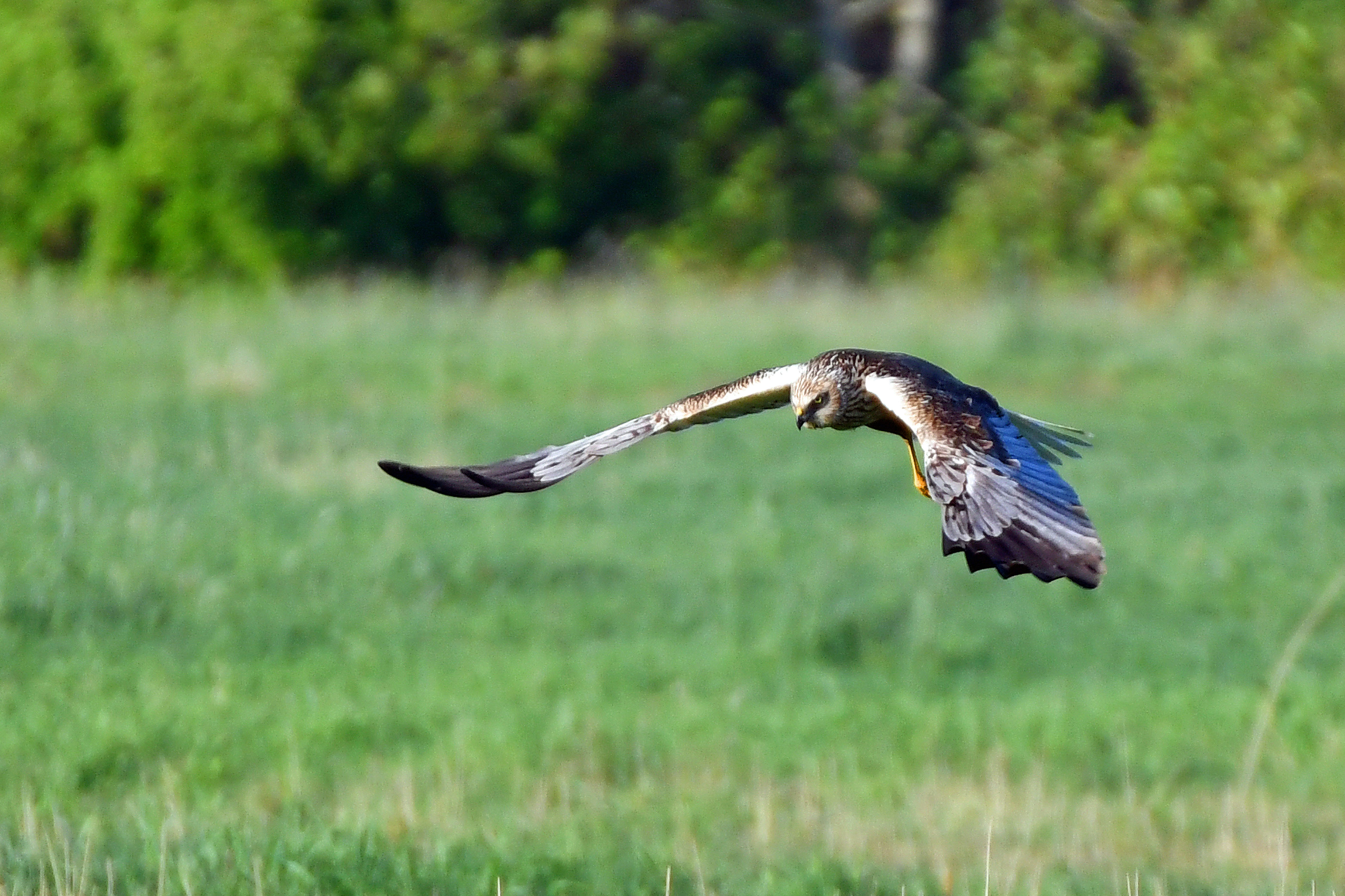 Hawk in Flight over emerald grass with a sunlit wing spread