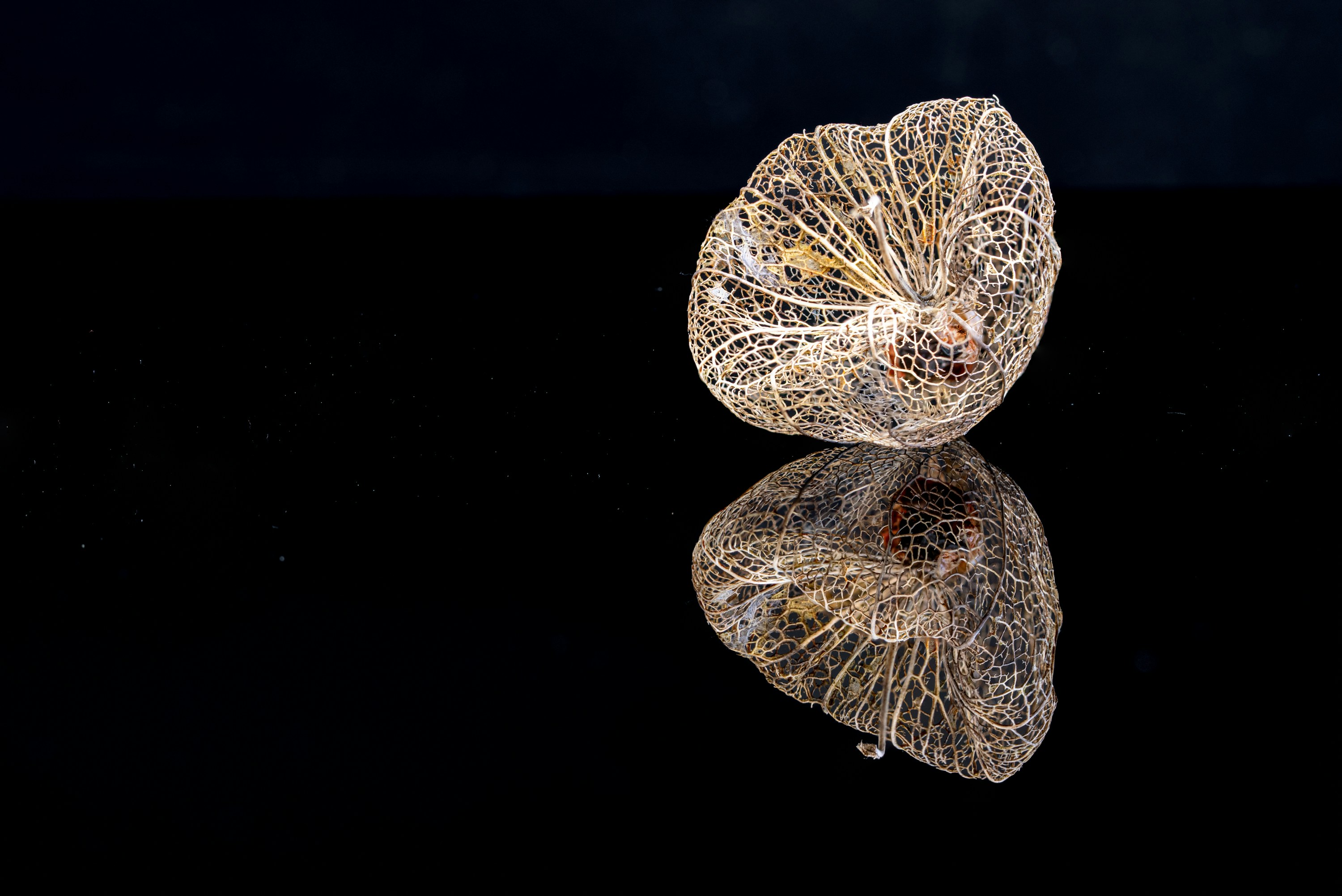 Lace Vertebrae on a Mirror of Darkness