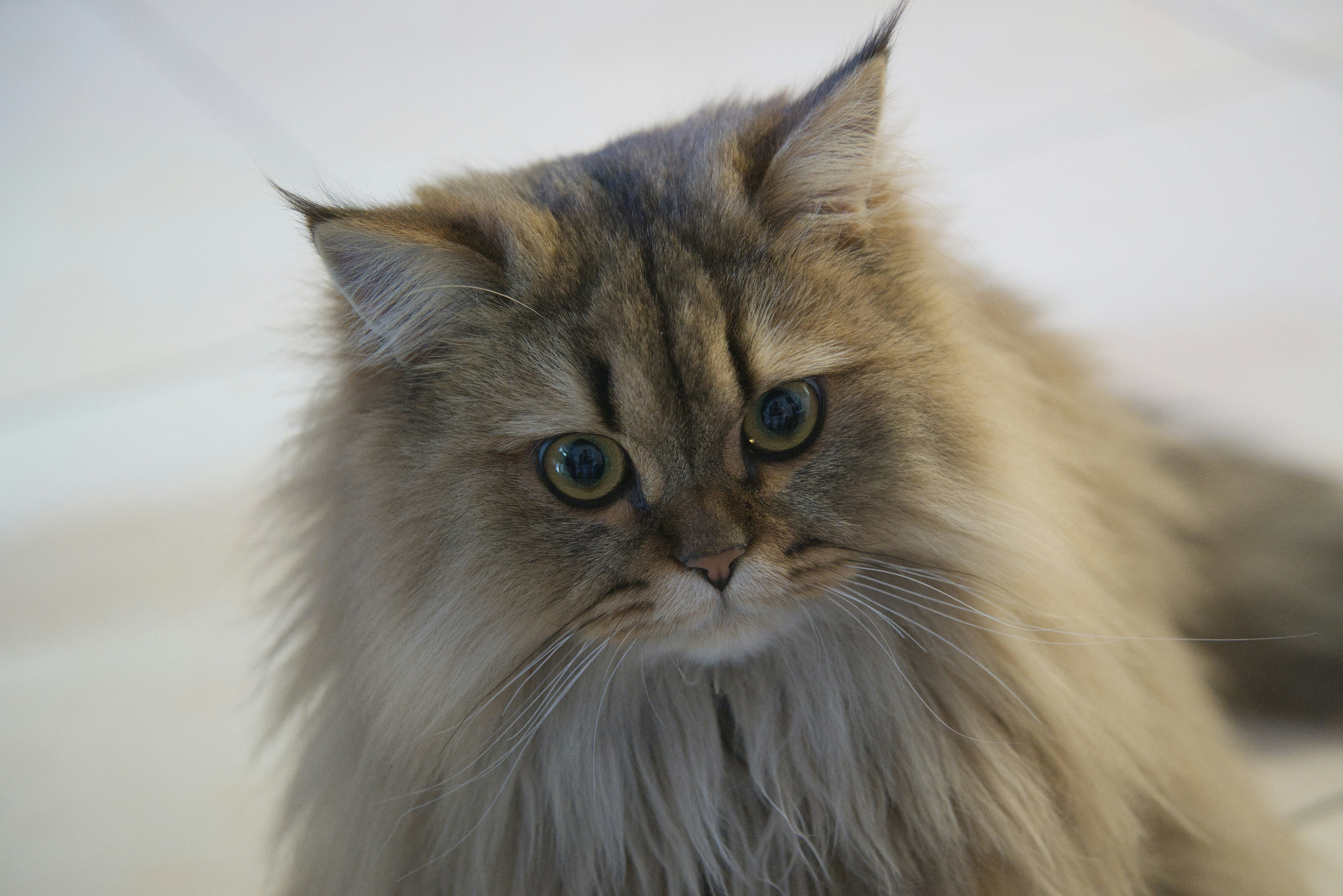 Fluffy feline gaze: close-up of a long-haired cat