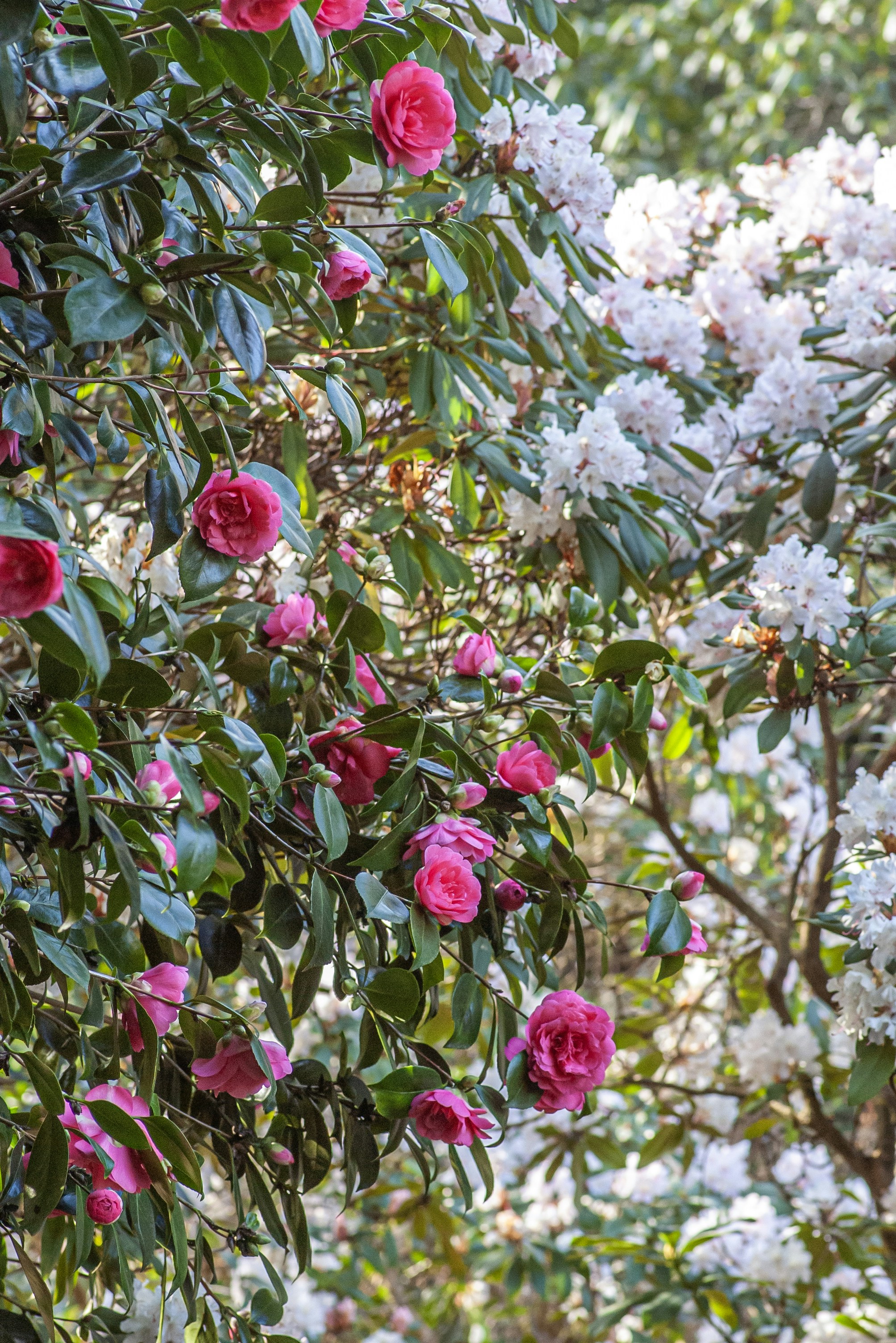 Pink Camellias among Snowy White Blossoms