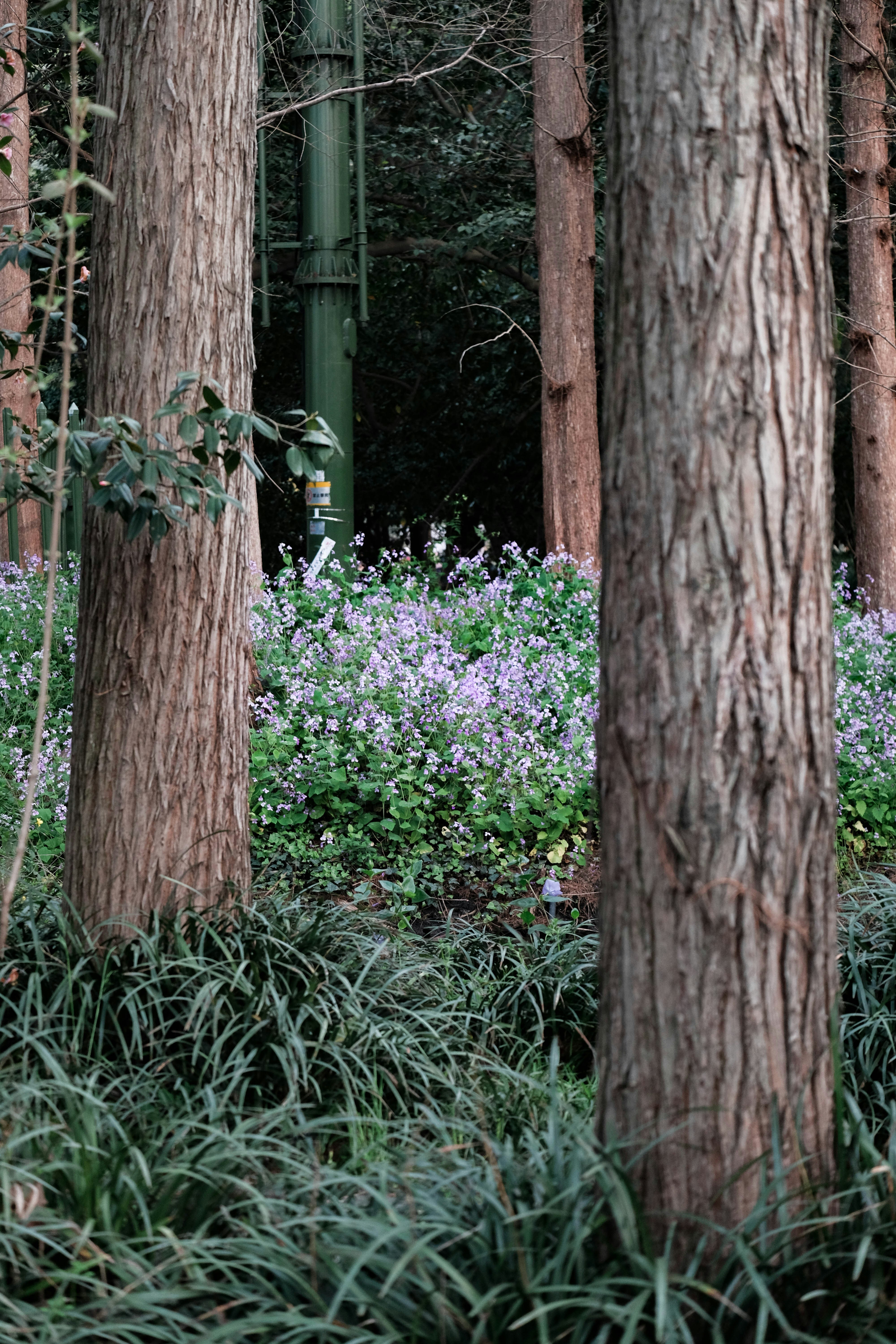 Purple carpet beyond the trees: a serene garden pause