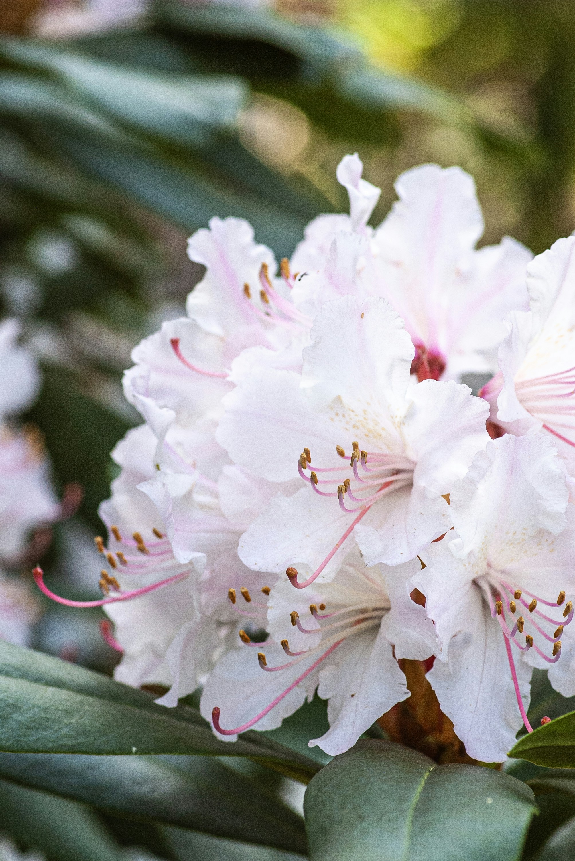 Blush-White Rhododendron Bloom Centered in Soft Focus Garden Canvas