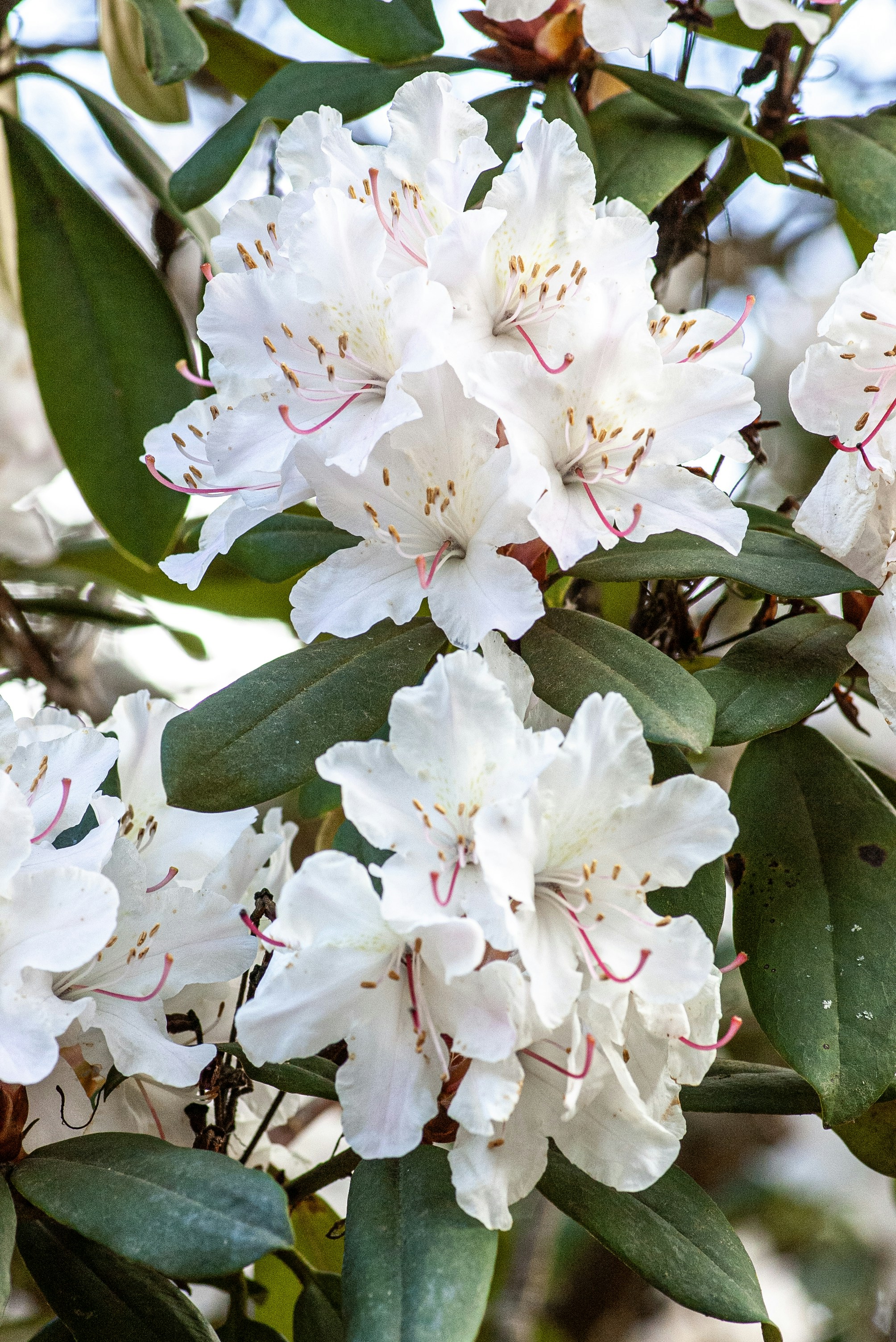 White azalea blossoms in sunlit shrub detail