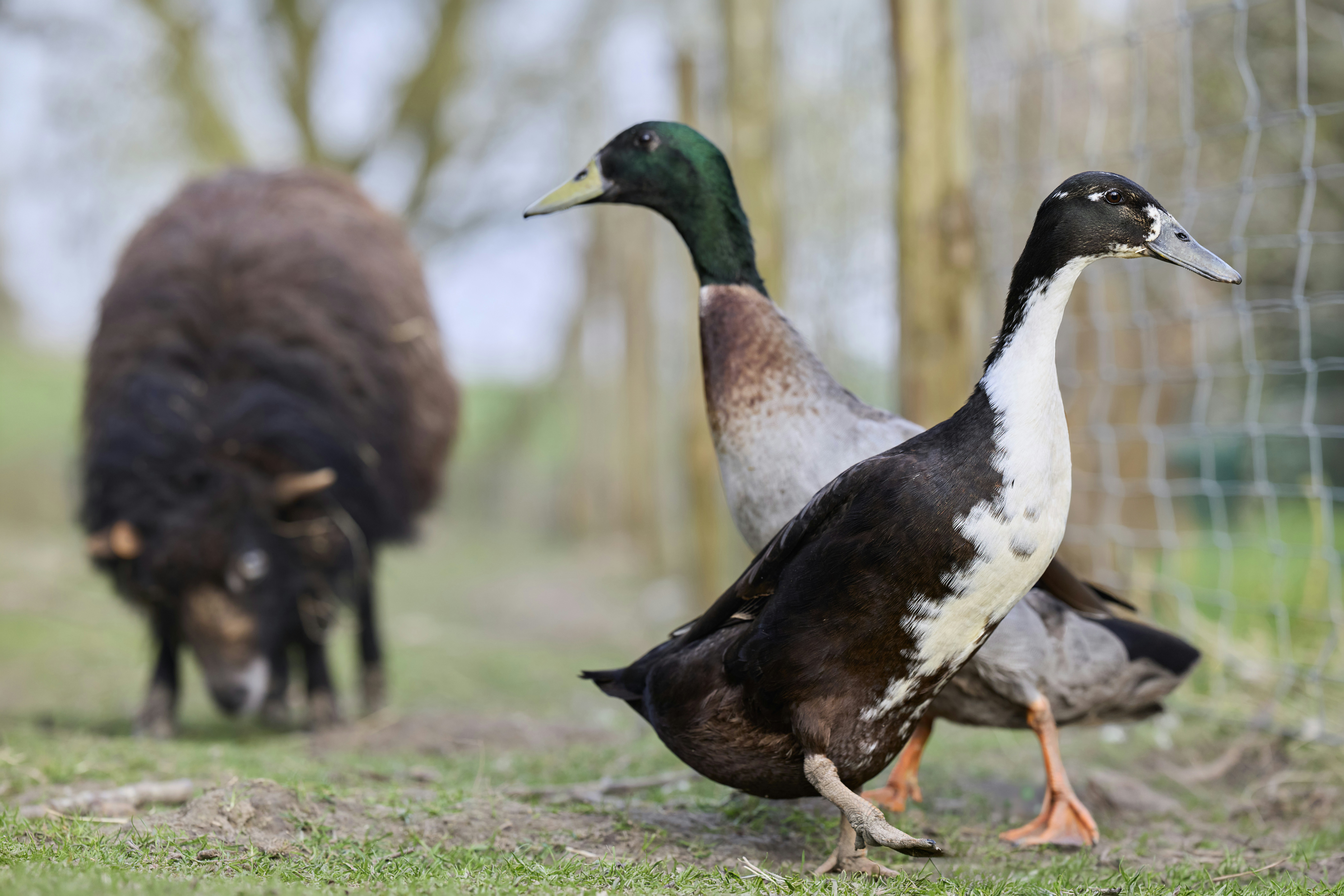 Majestic Mallards at the Edge of the Farmyard