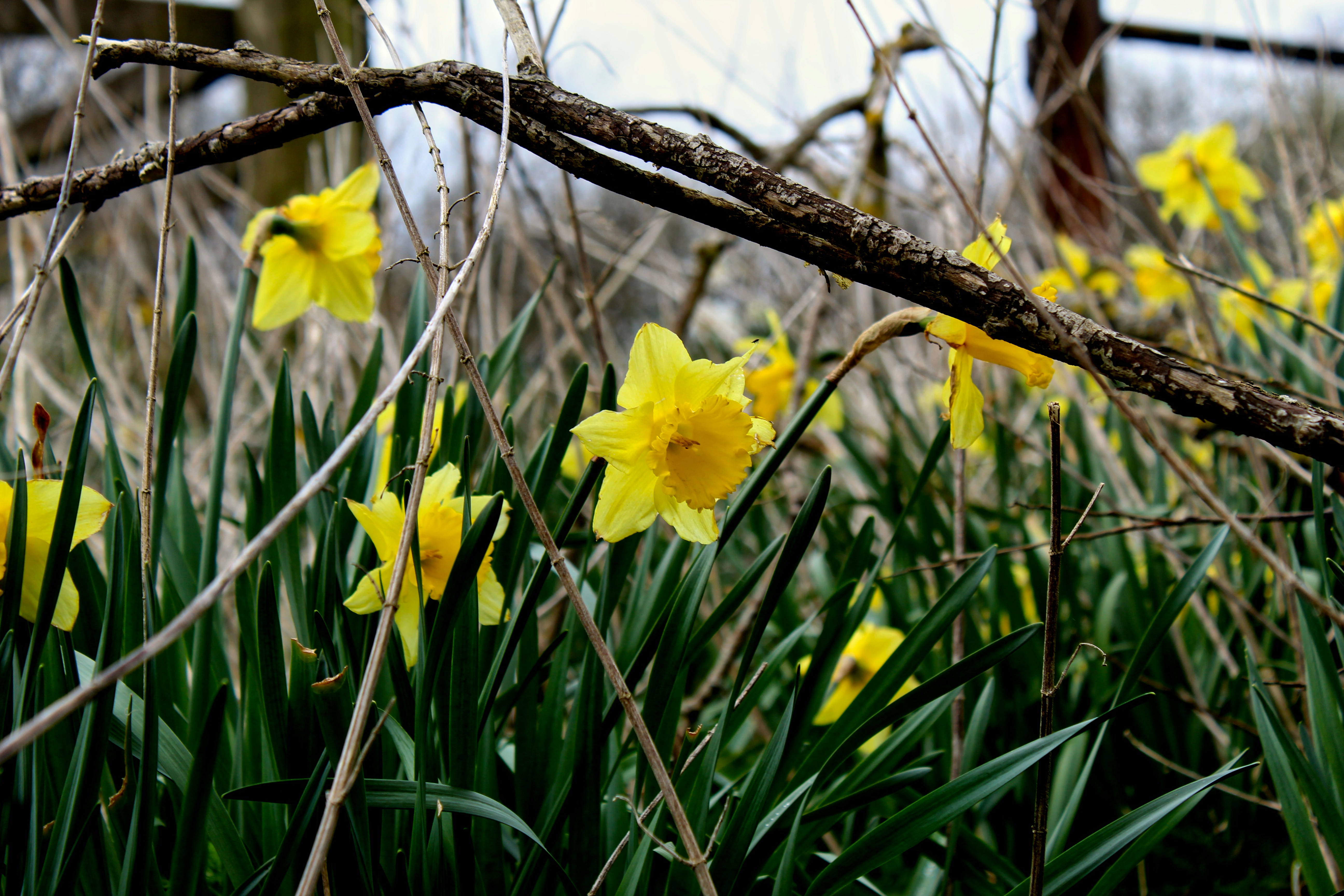 Yellow Snowdrops and Branches: Spring Awakening Through a Weaving lattice