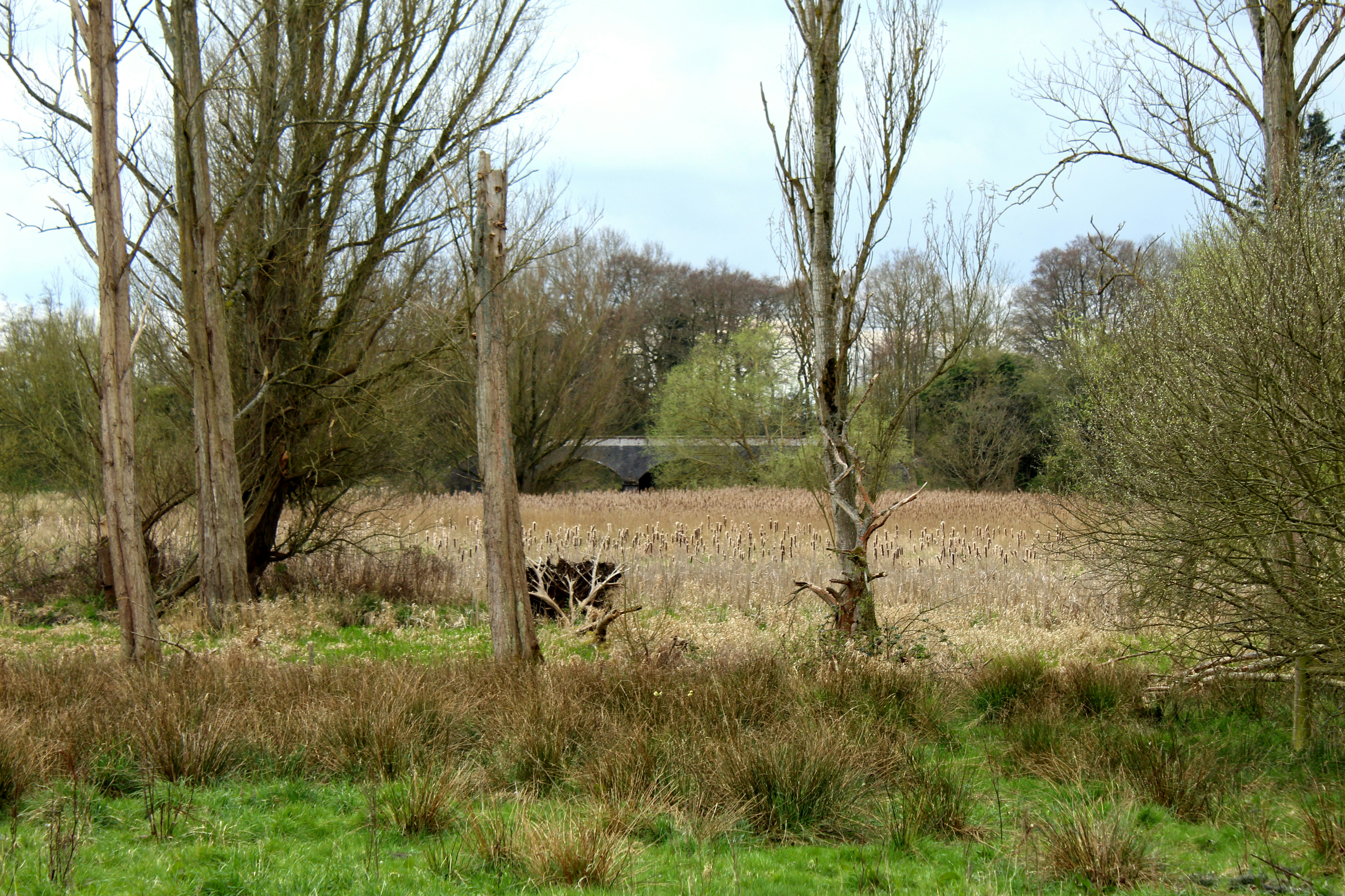 Hollow Field Through the Trees at Dusk