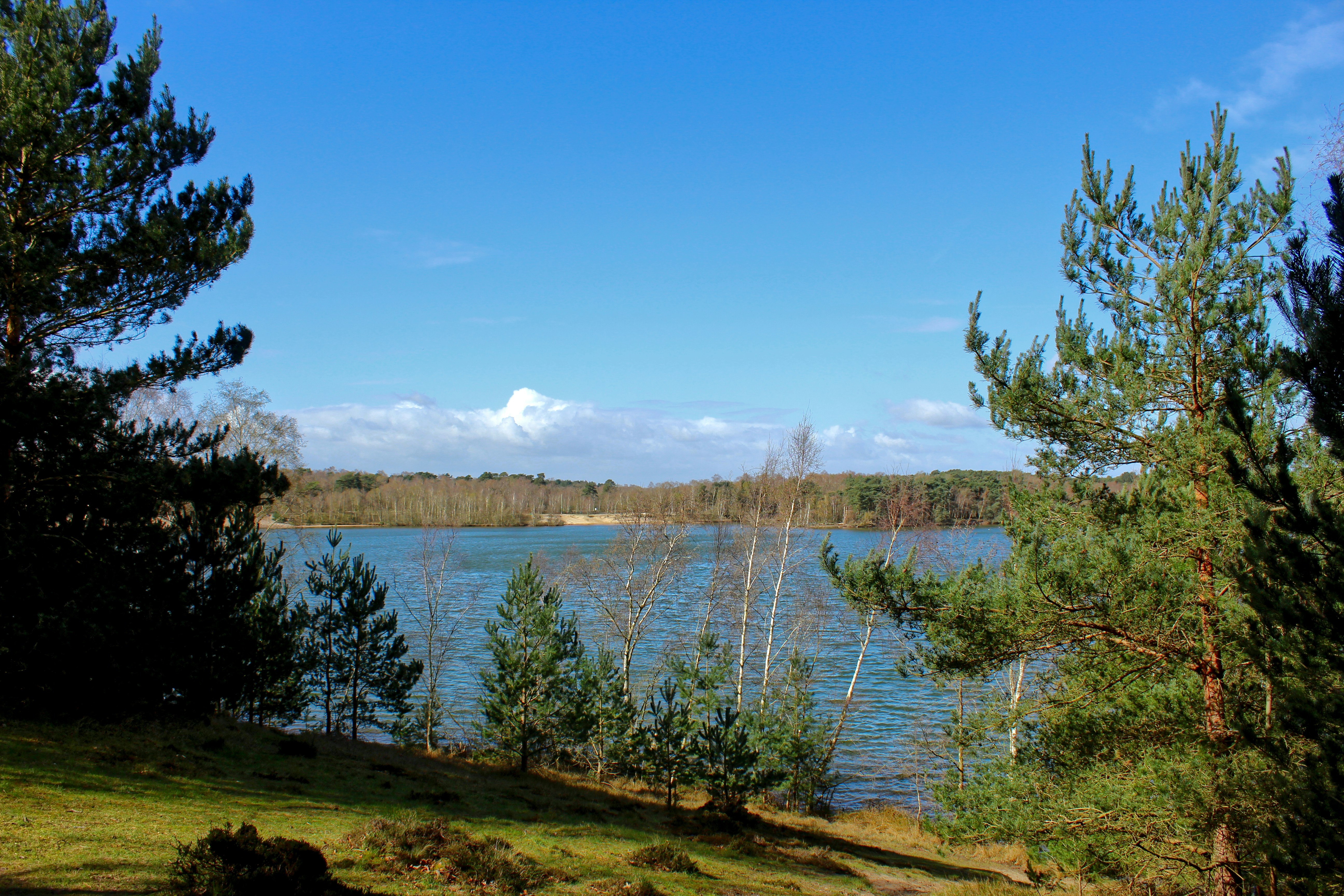 Sunny Lakeside Vista: Pines Framing a Quiet Waterline
