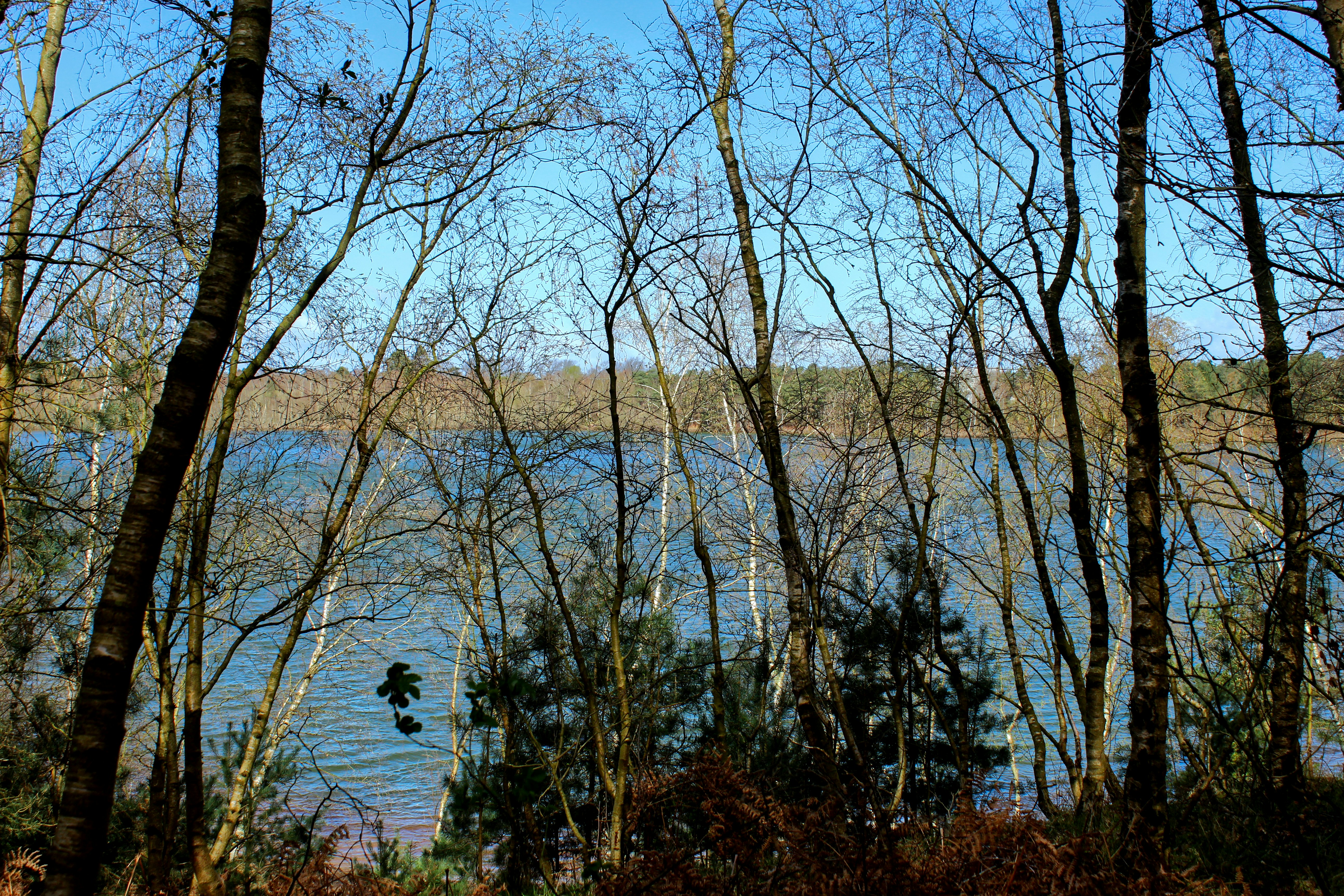 Blue-sky shoreline through a thinning forest