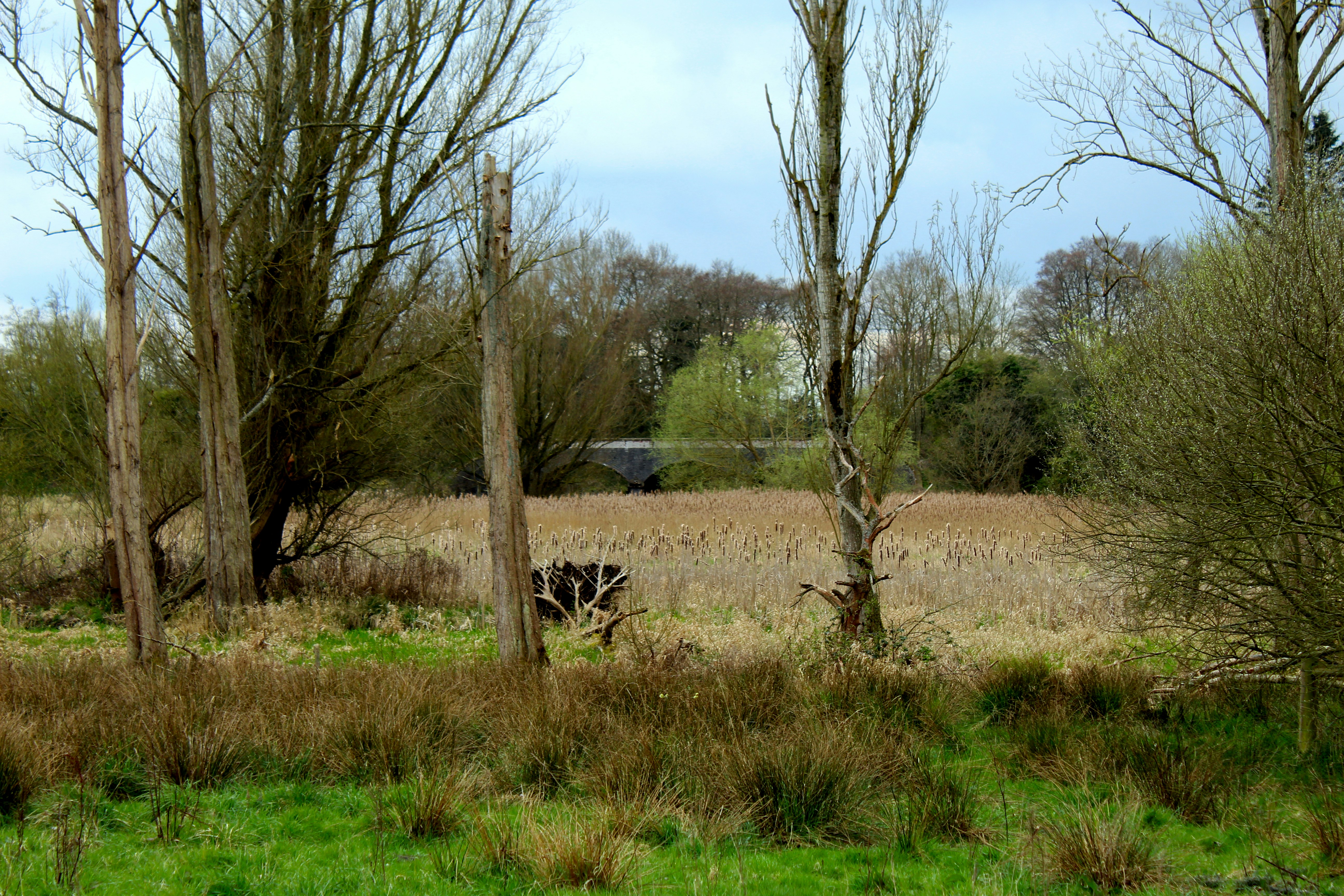 Quiet Parkland in Early Spring with Receding Ditch and Bare Trees