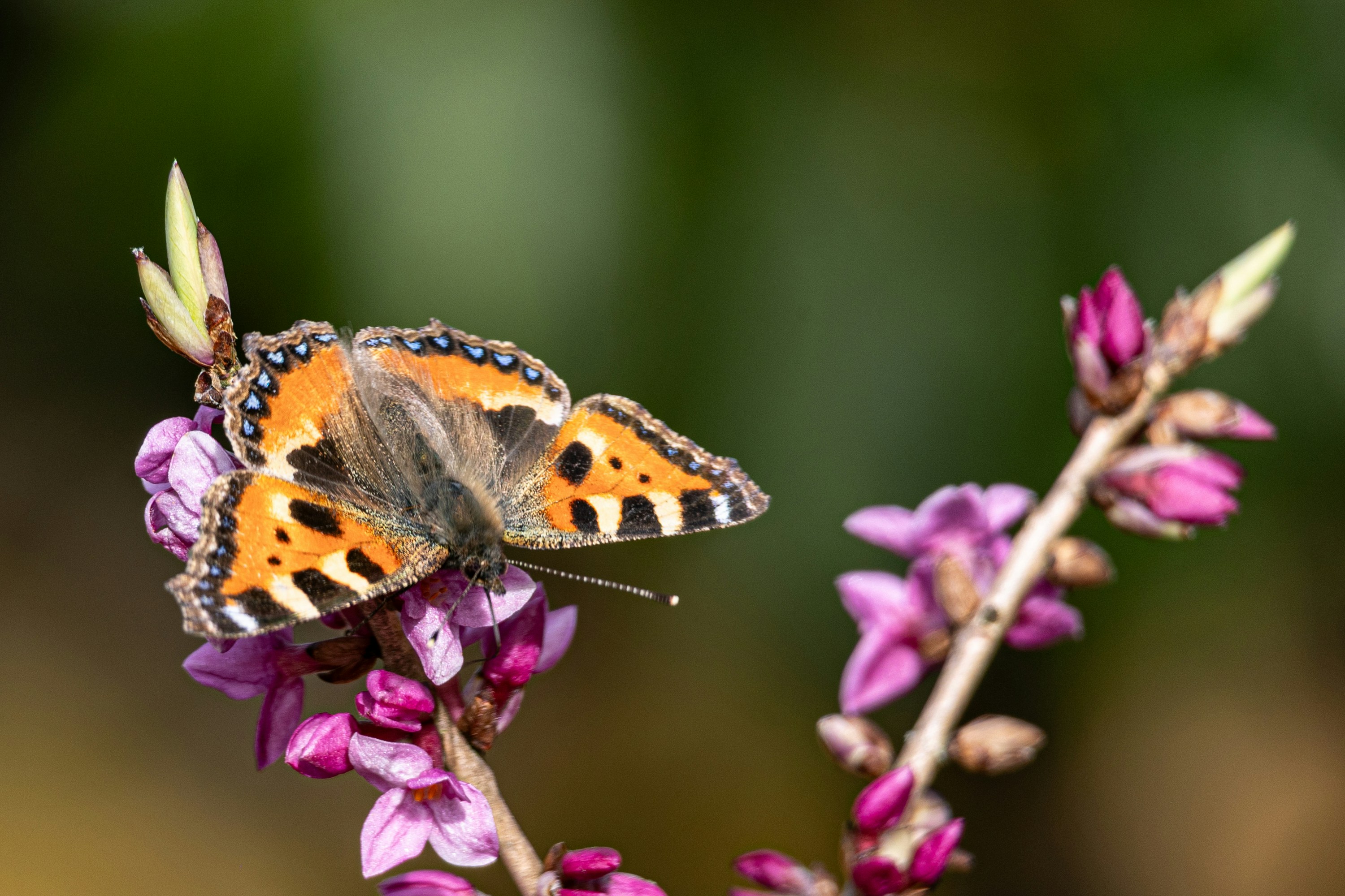 Orange-Black Butterfly Resting on Magenta Blooms