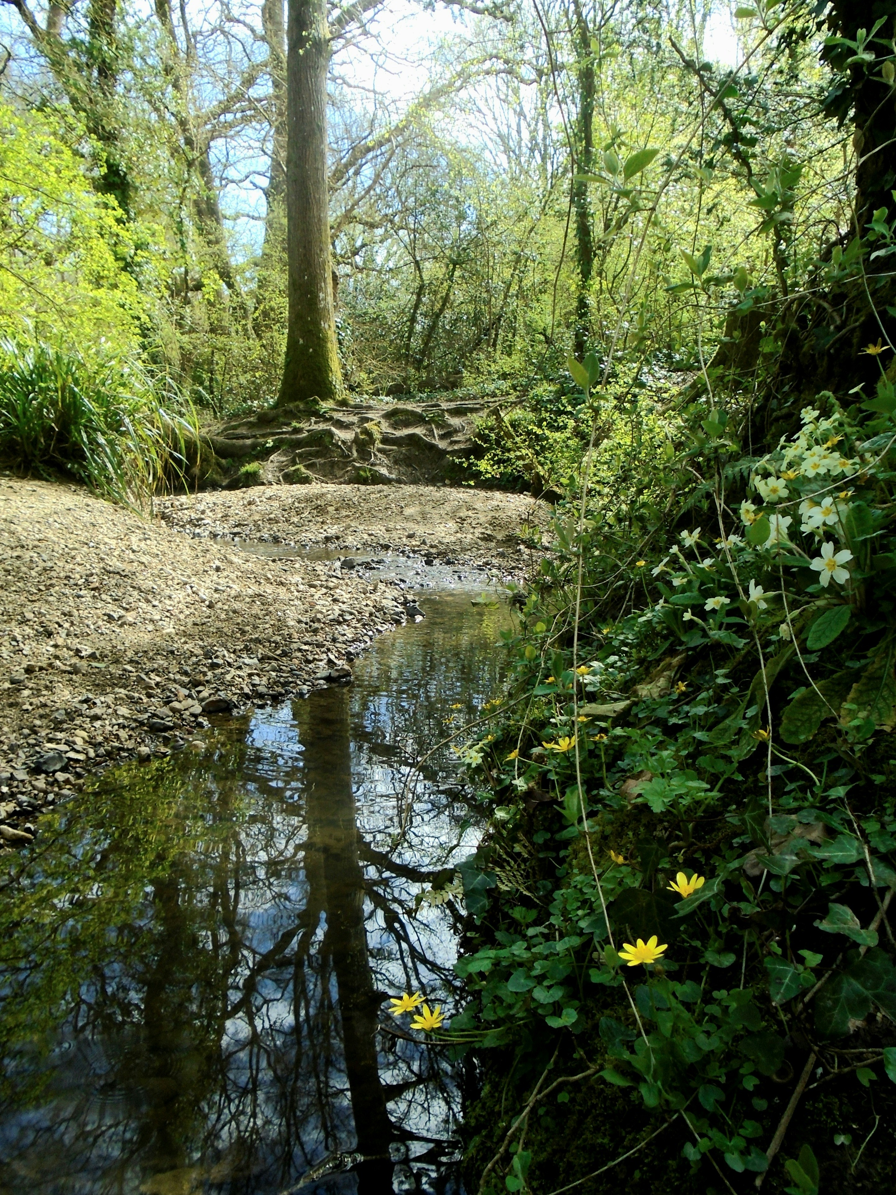 Still Waters, Spring Greens: A Quiet Stream Among Trees
