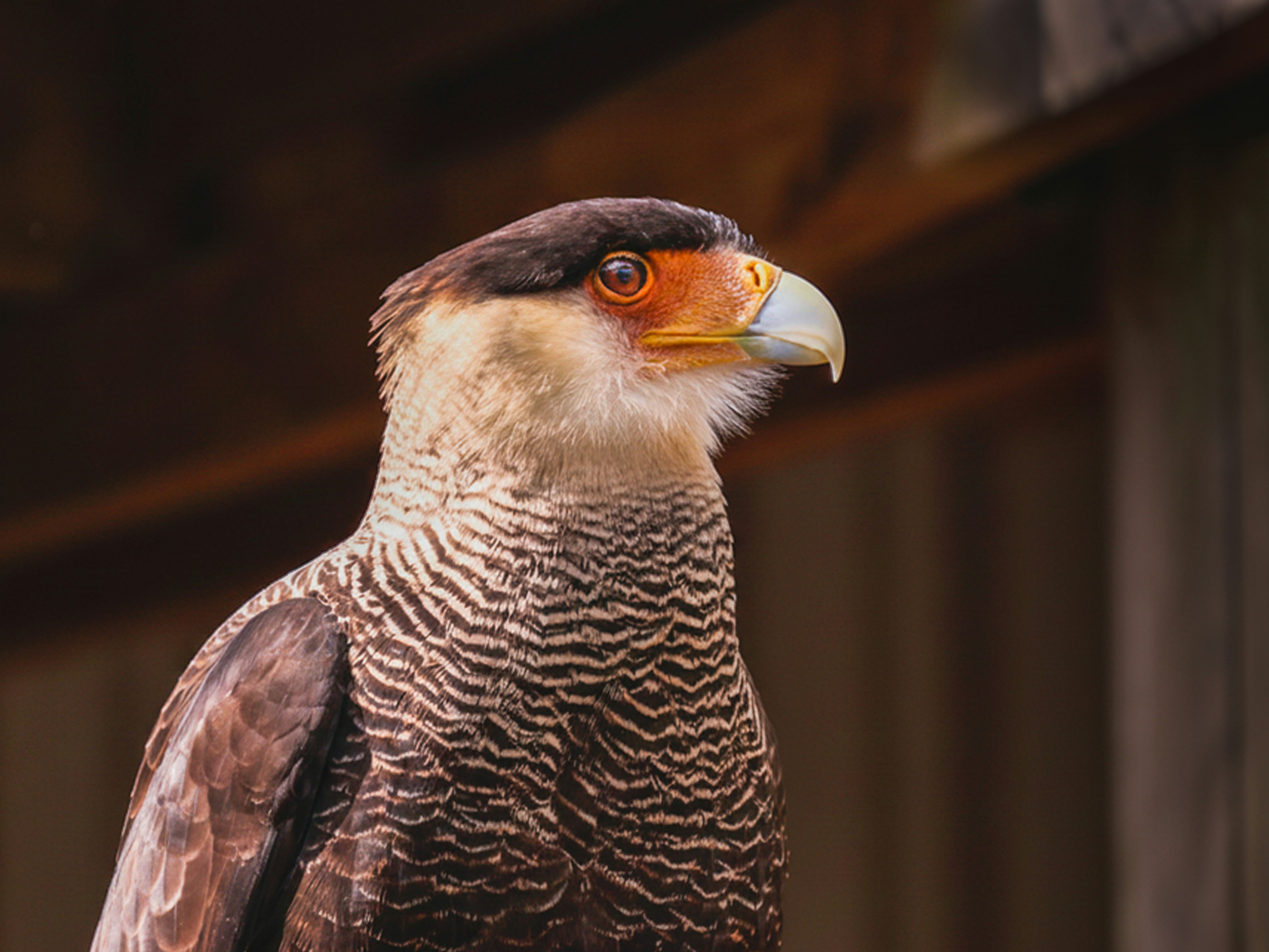 A close-up of a crested caracara bird with orange face.